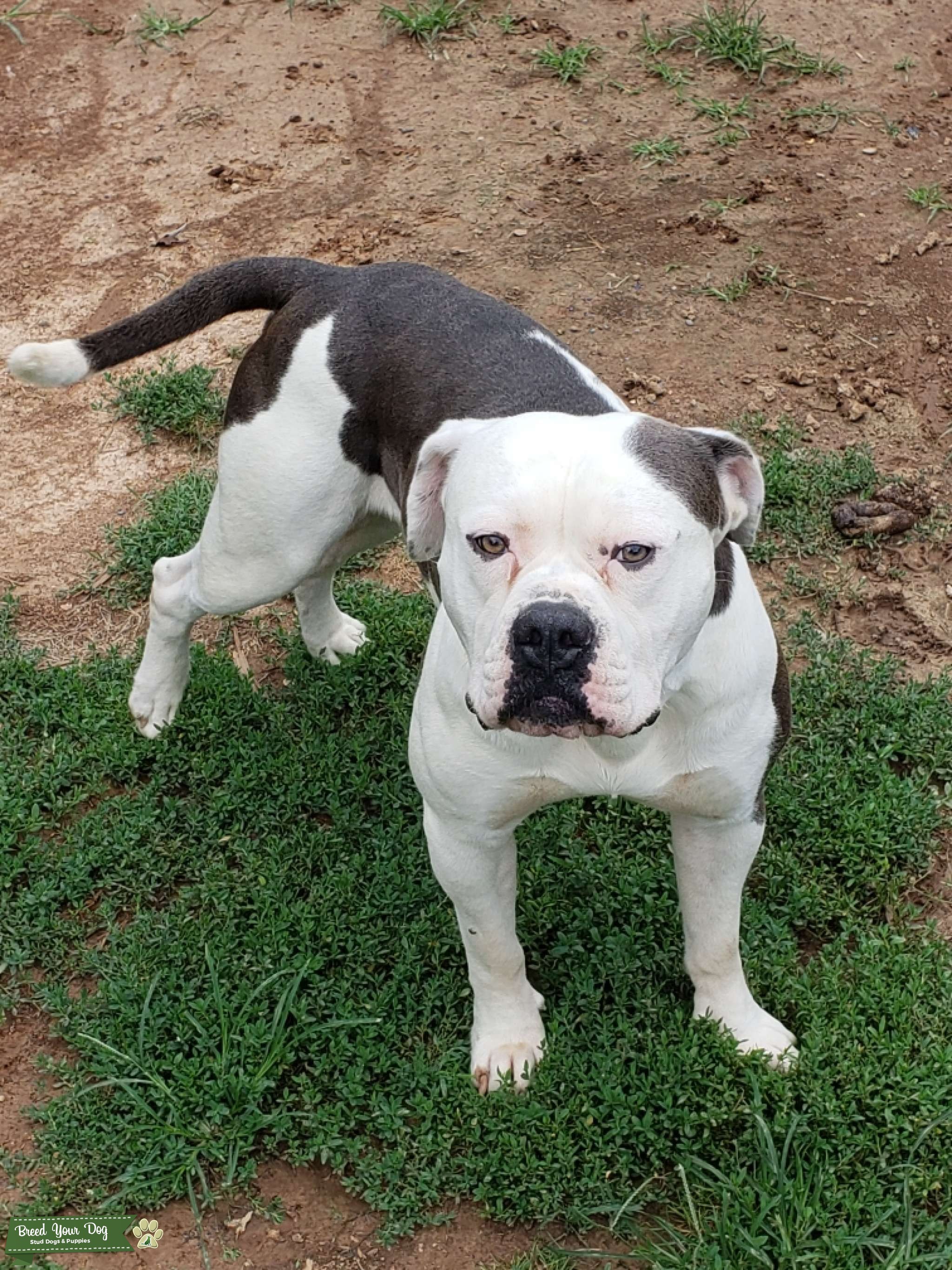 Blue/white American bulldog - Stud Dog in Missouri, the United States ...