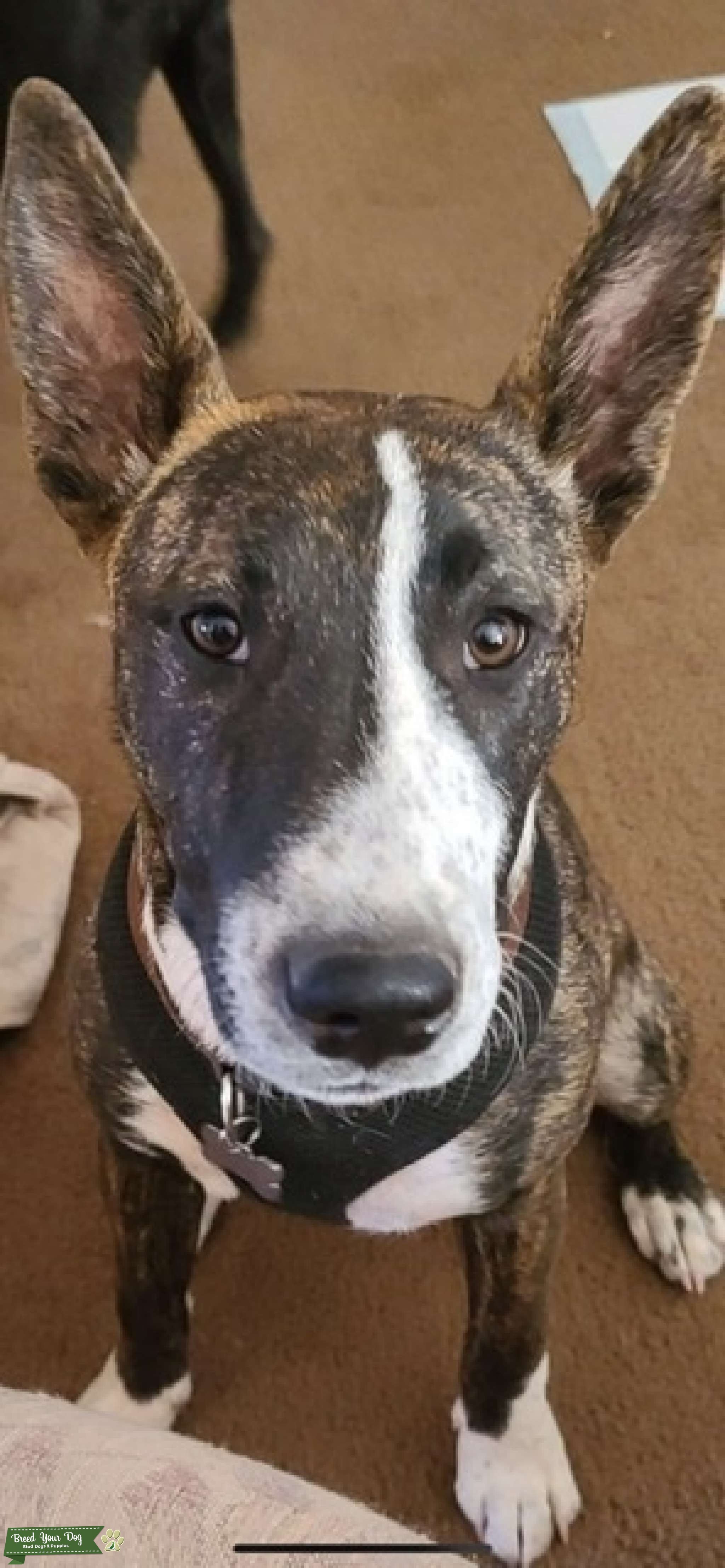 1 year old Brindle female Bull Terrier/Heeler Mix - Stud Dog Arizona ...