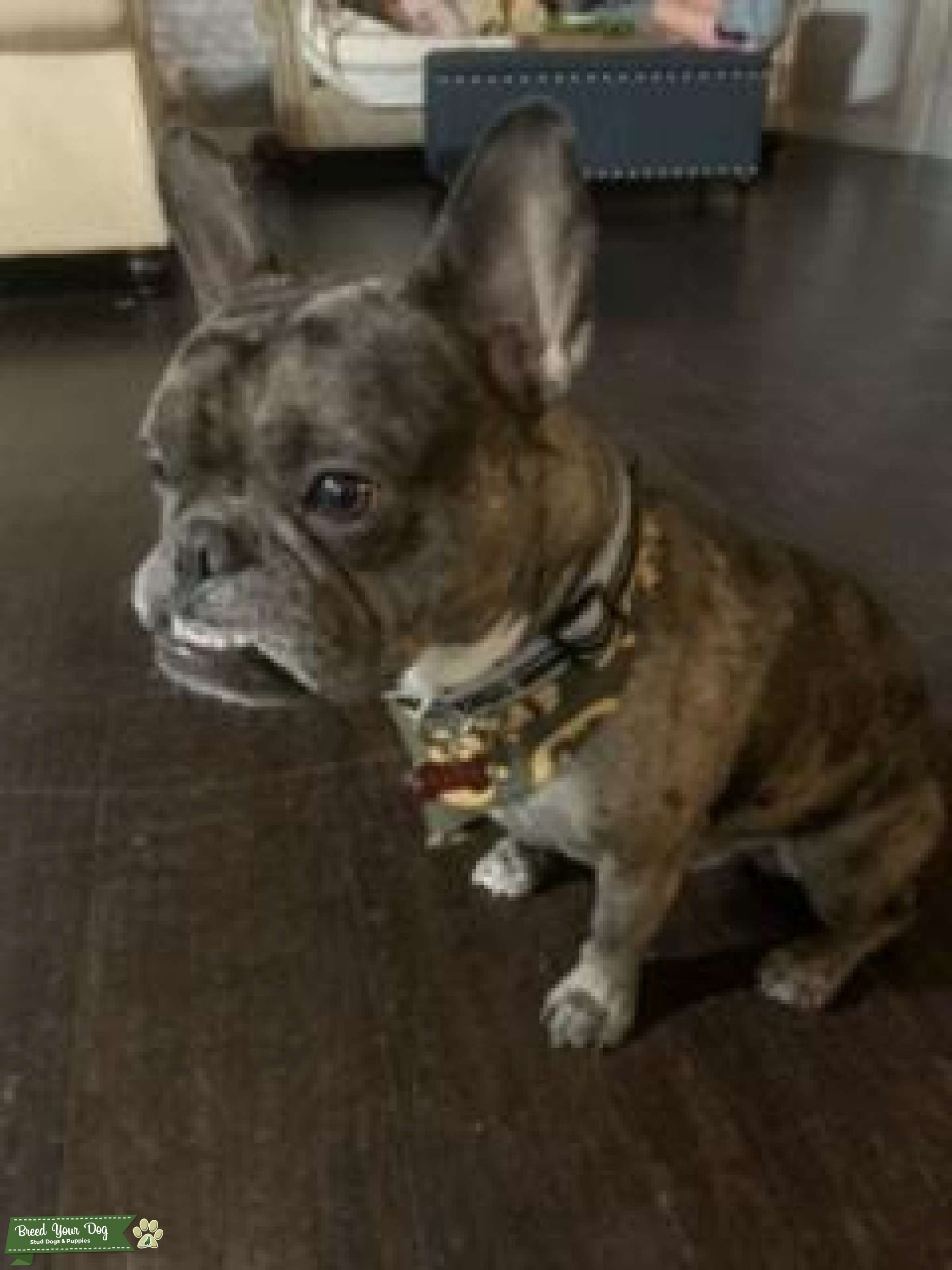 3 color Merle Frenchie - Stud Dog in Southwest, the United States ...
