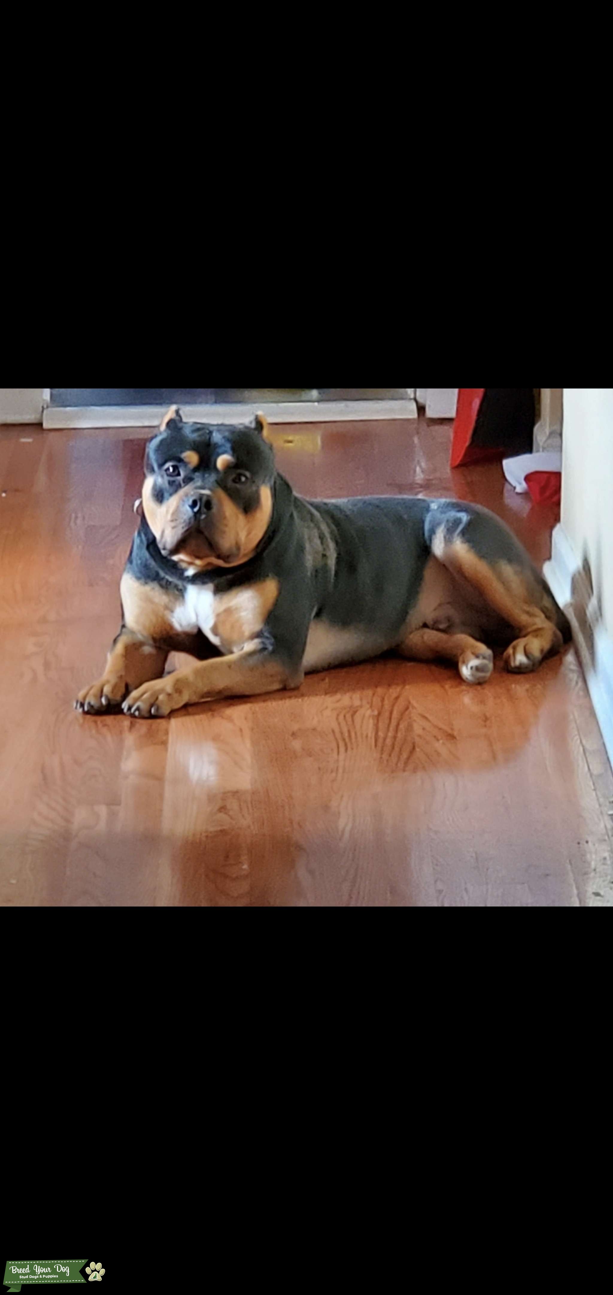 American Bully ABKC CERTIFIED - Stud Dog in IL, the United States ...
