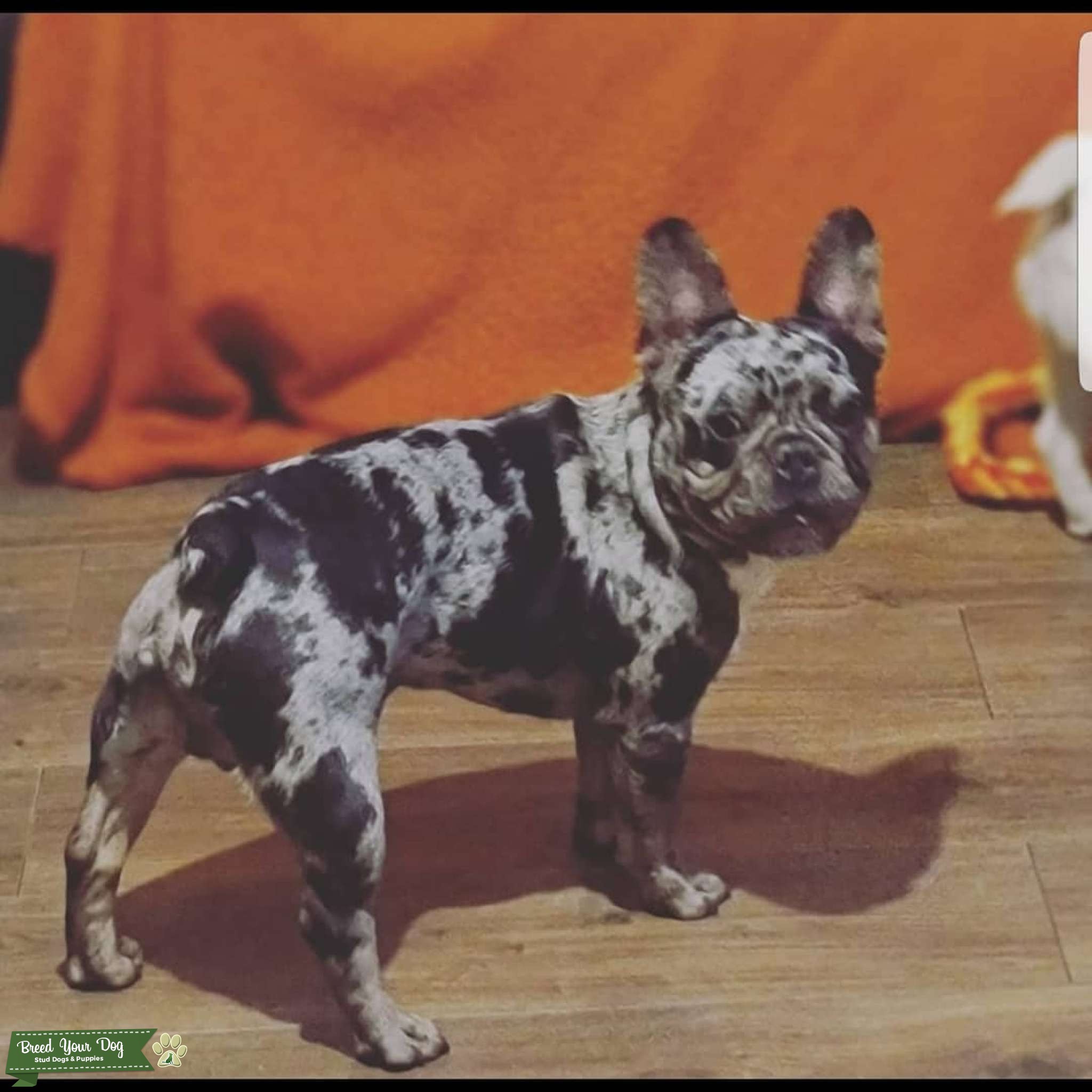 Merle french bulldog - Stud Dog in West yorkshire, the United States ...