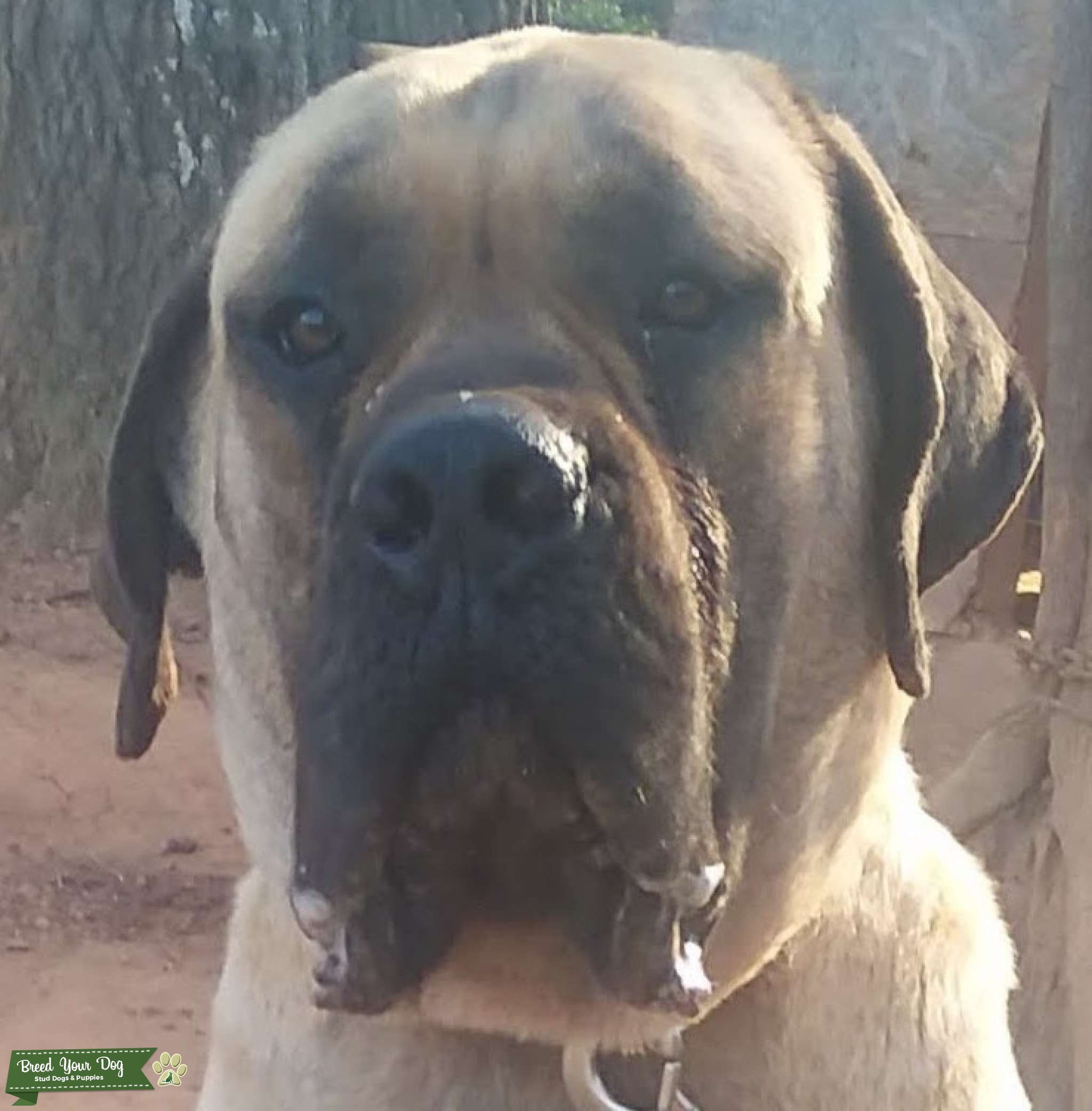 ckc english mastiff 250Ibs - Stud Dog in north carolina, United States ...