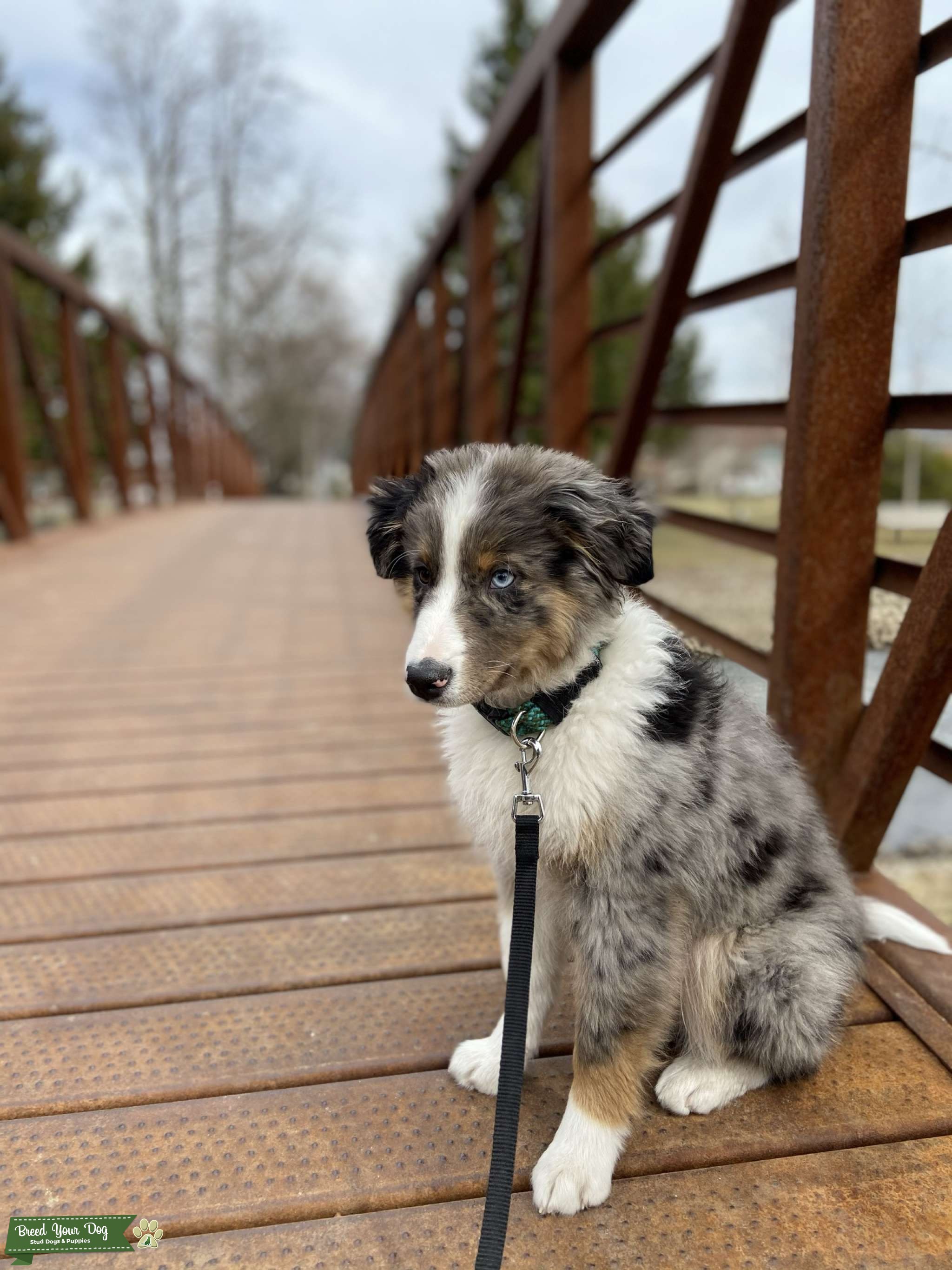 Blue Merle Mini Australian Shepherd - Stud Dog in Norfolk County ...