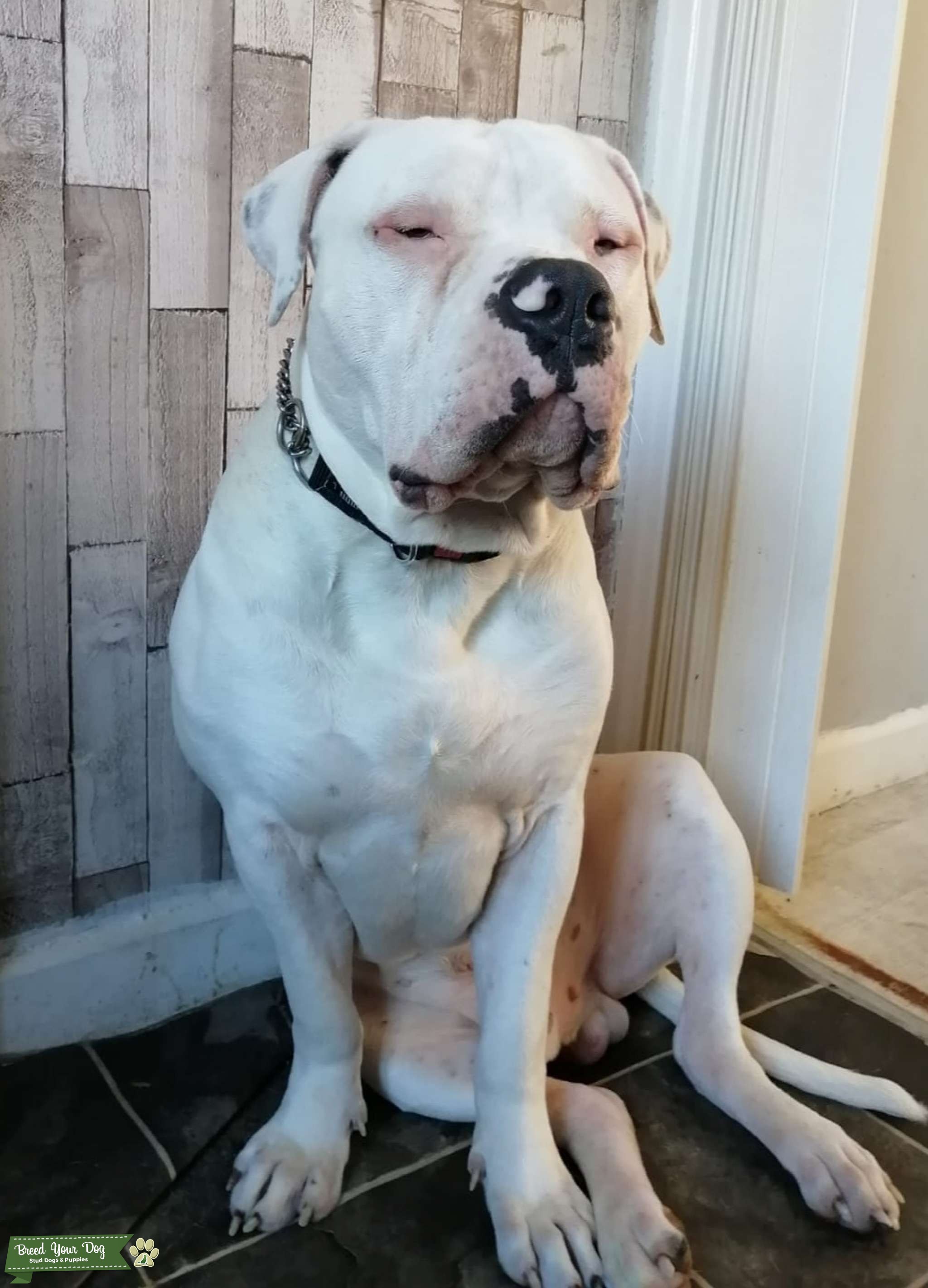 Xl American bulldog for stud - Stud Dog in Northumberland , the United ...