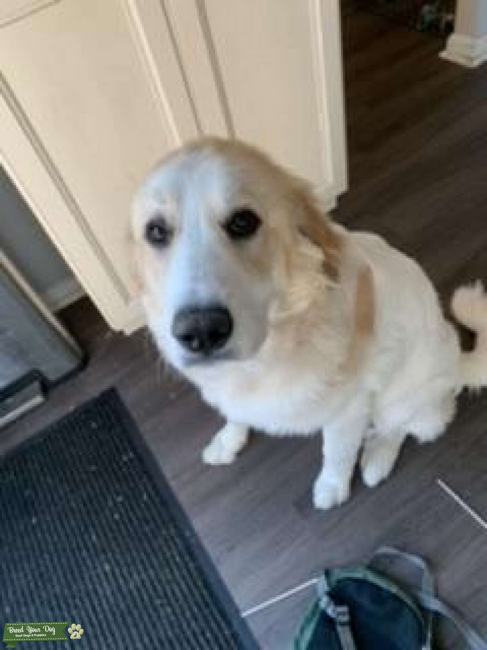 Great Pyrenees female - Stud Dog in USA Texas , the United States ...