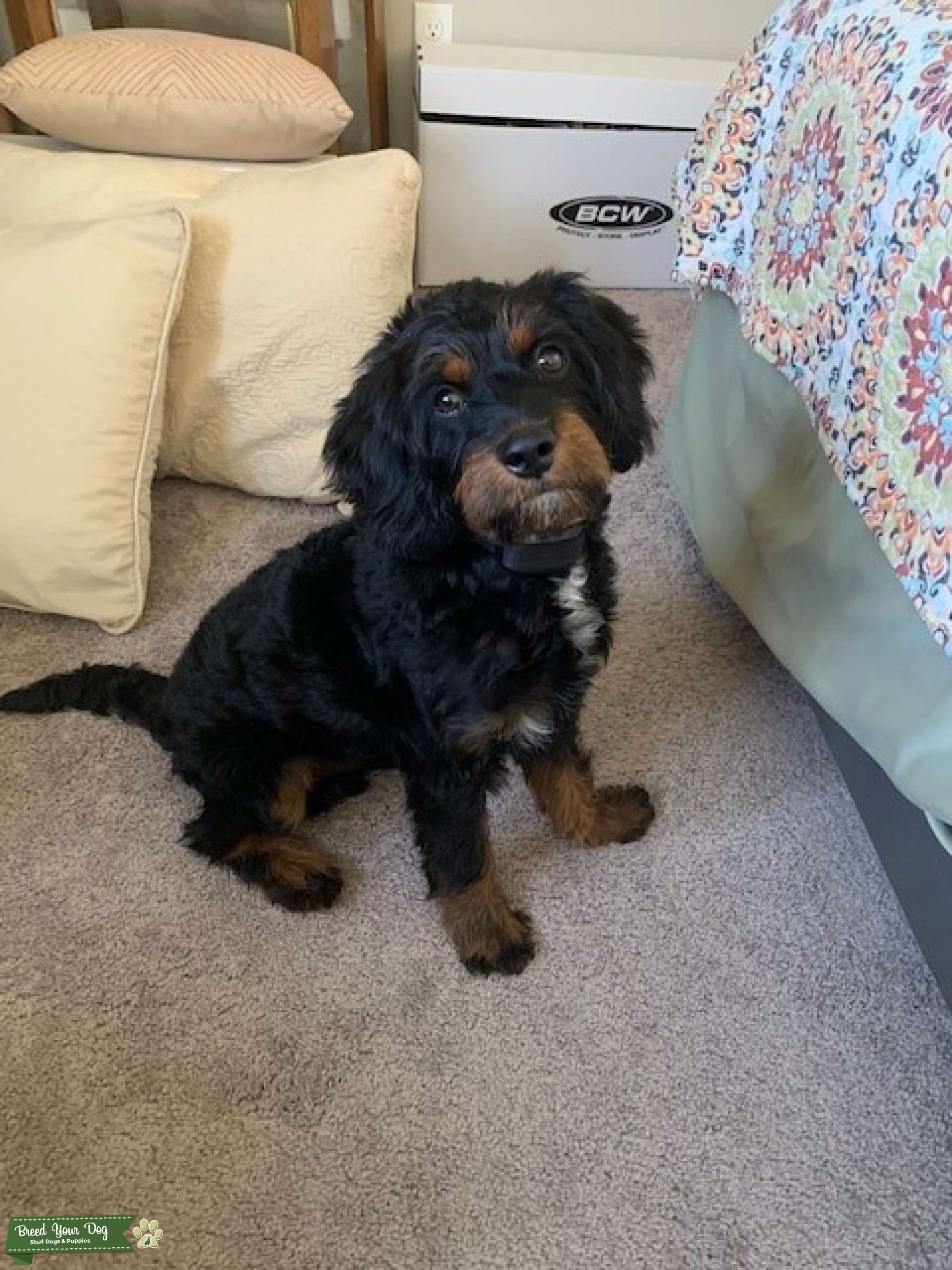 Phantom Tricolor Cavapoo - Stud Dog MI - Breed Your Dog