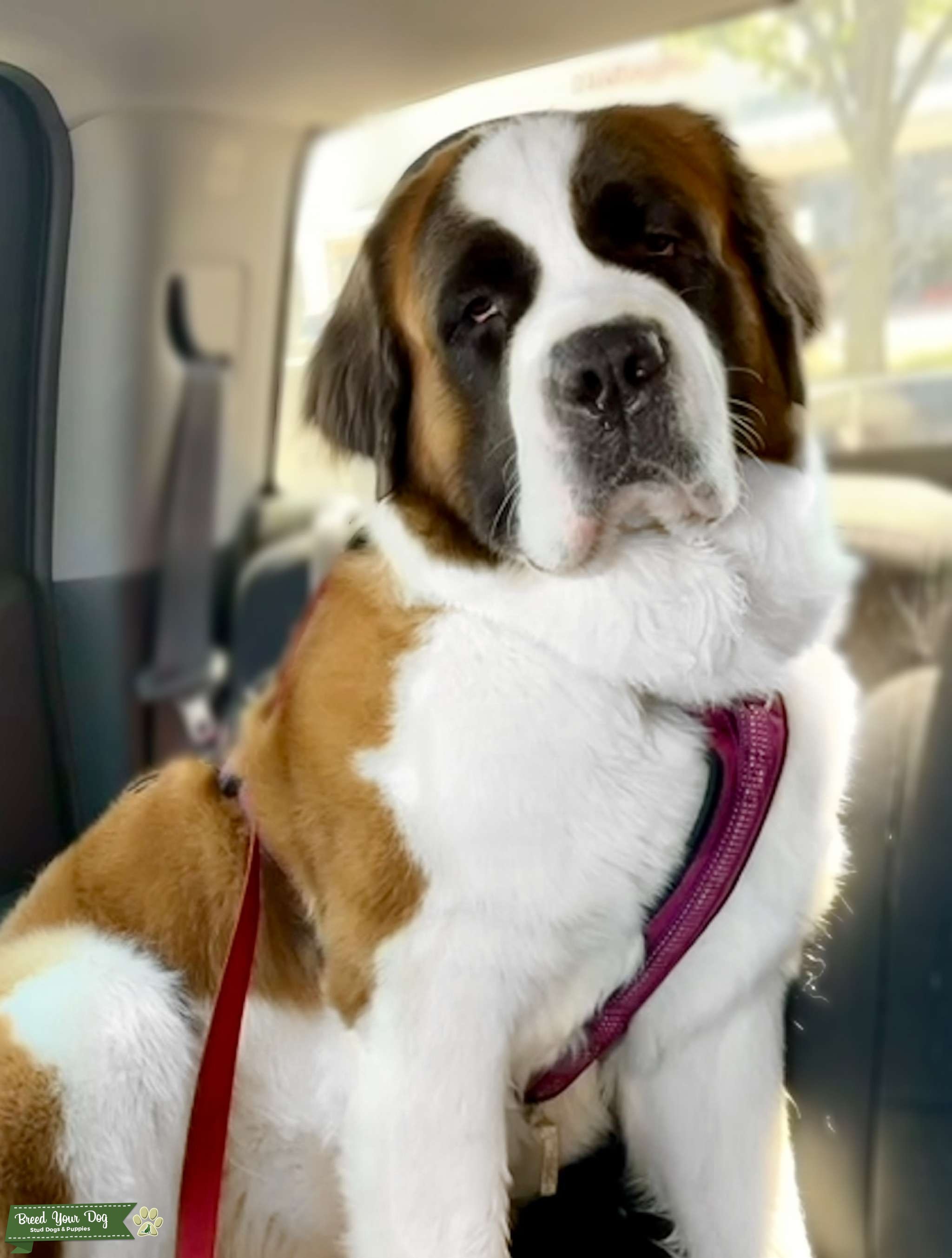 Saint Bernard Beauty - Stud Dog in North Texas - DFW, the United States ...