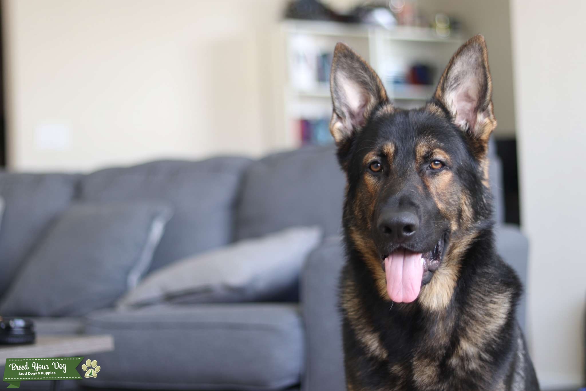 AKC Champion bloodline Stud German Shepherd - Stud Dog in South east ...