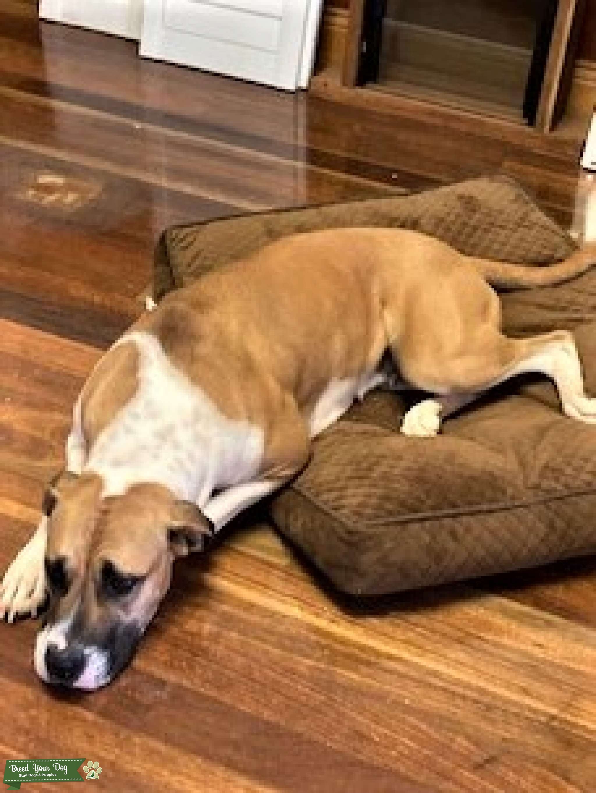 Cane Corso, Bull Arab X Mastiff - Stud Dog in Northern Rivers NSW ...