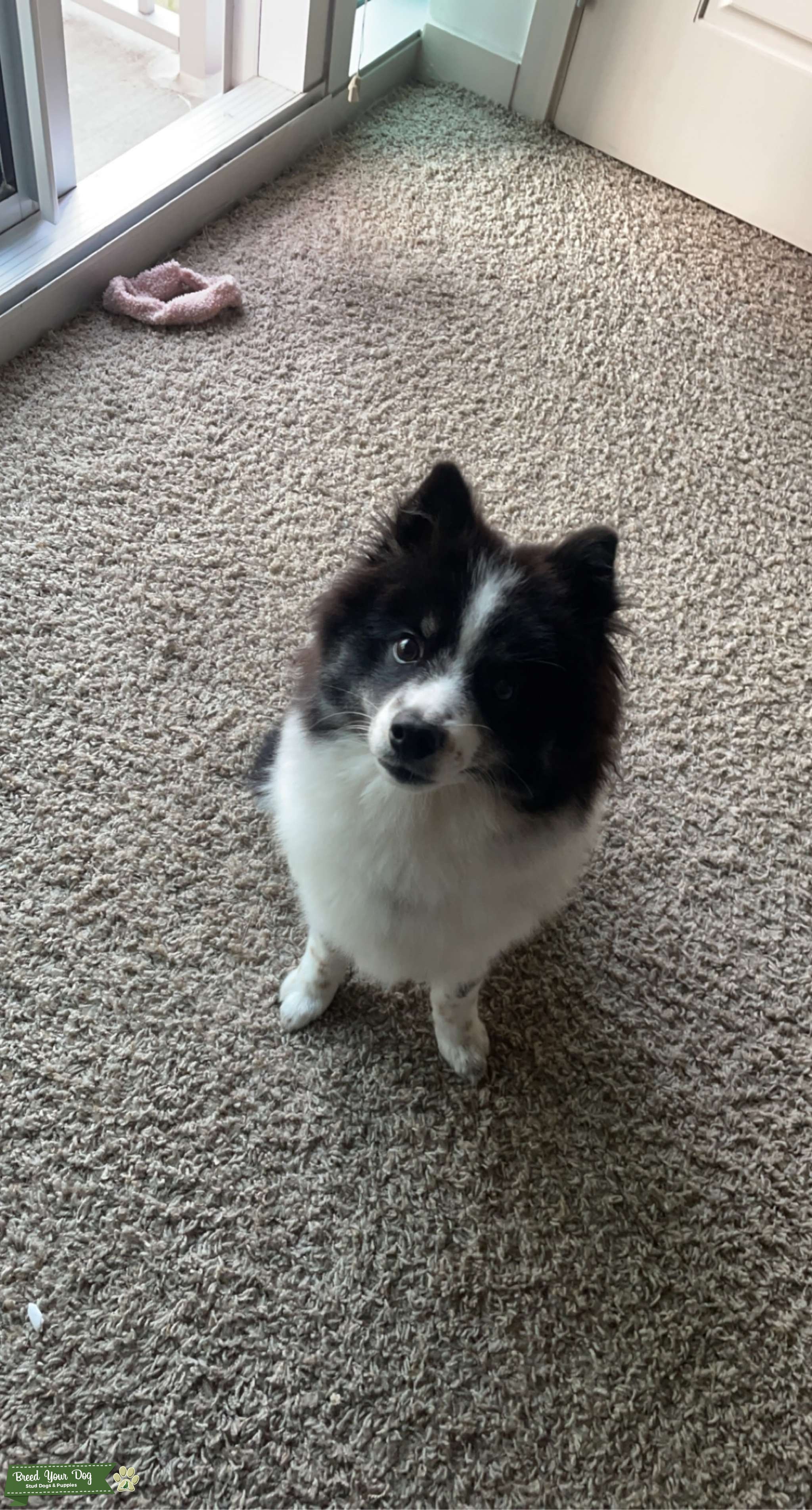 Pomsky Stud looking for Pomsky mate - Stud Dog in Atlanta, the United ...