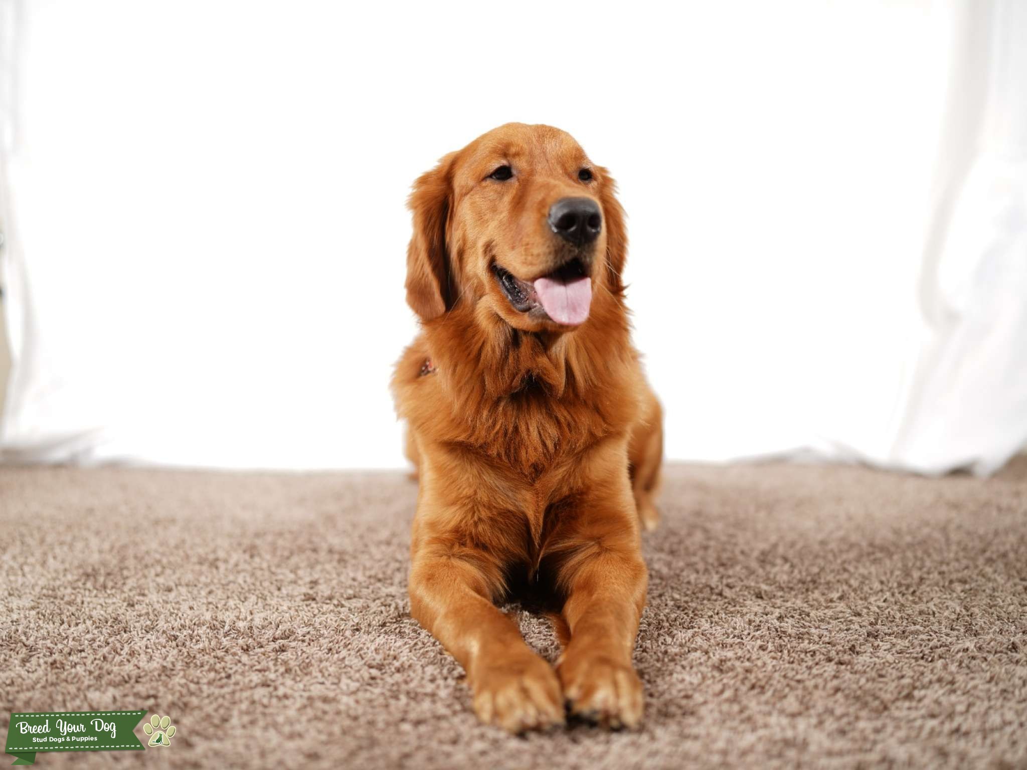 Pedigree - Golden Retriever (Golden color) - Stud Dog in TX, United ...