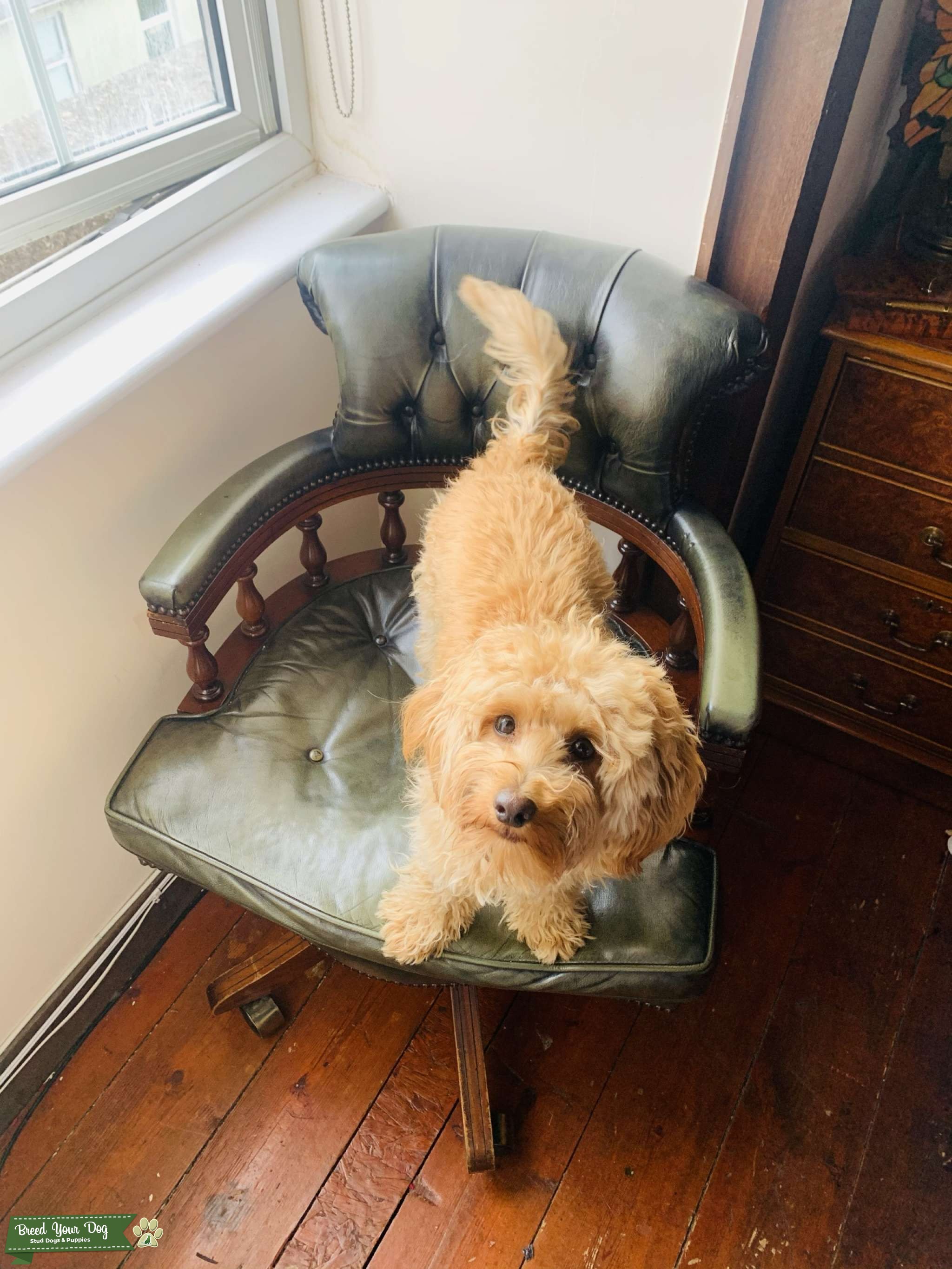 Looking for stud dog - Stud Dog in Wiltshire , Australia | Breed Your Dog