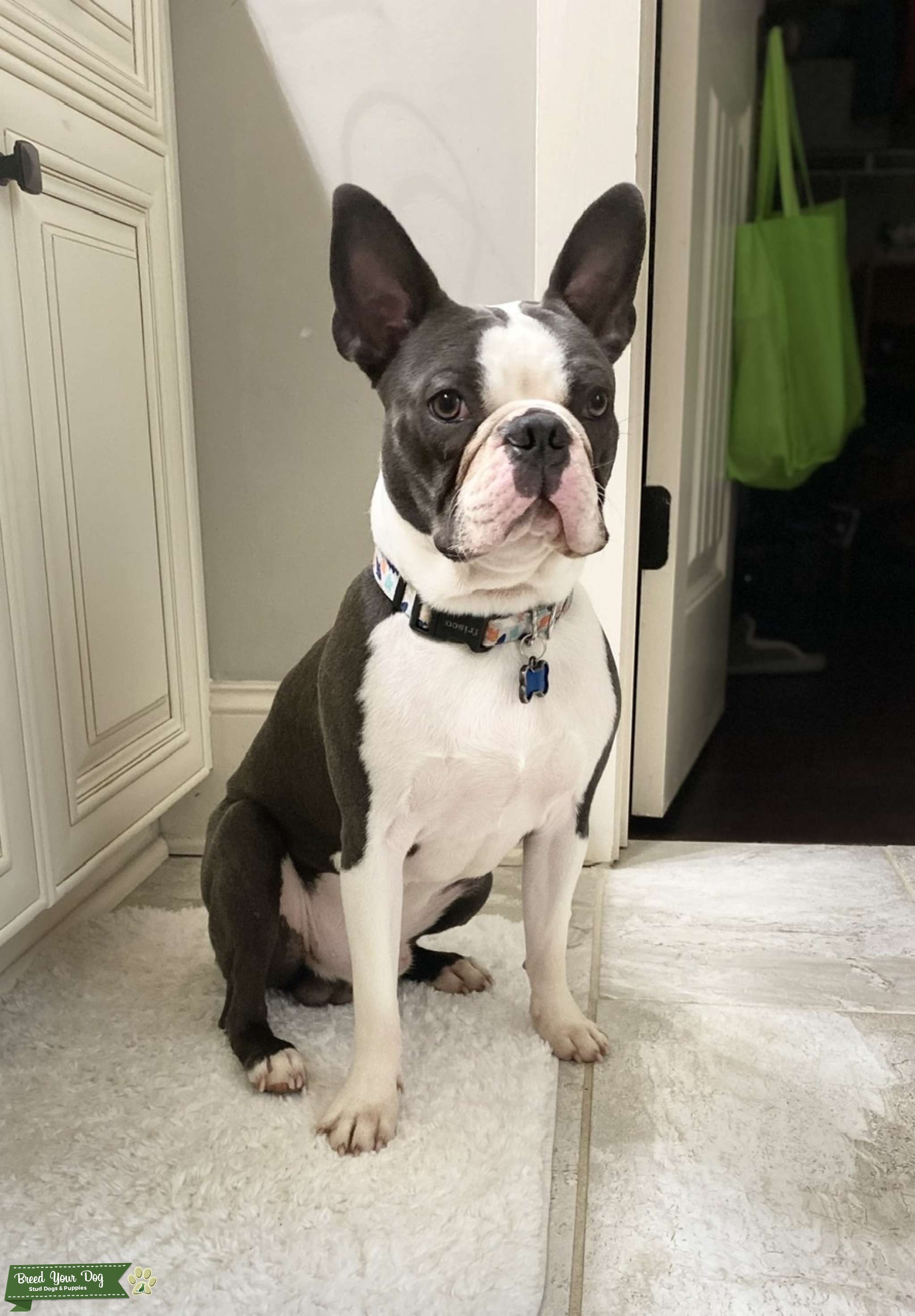 Blue Boston Terrier stud - Stud Dog in Georgia, the United States ...