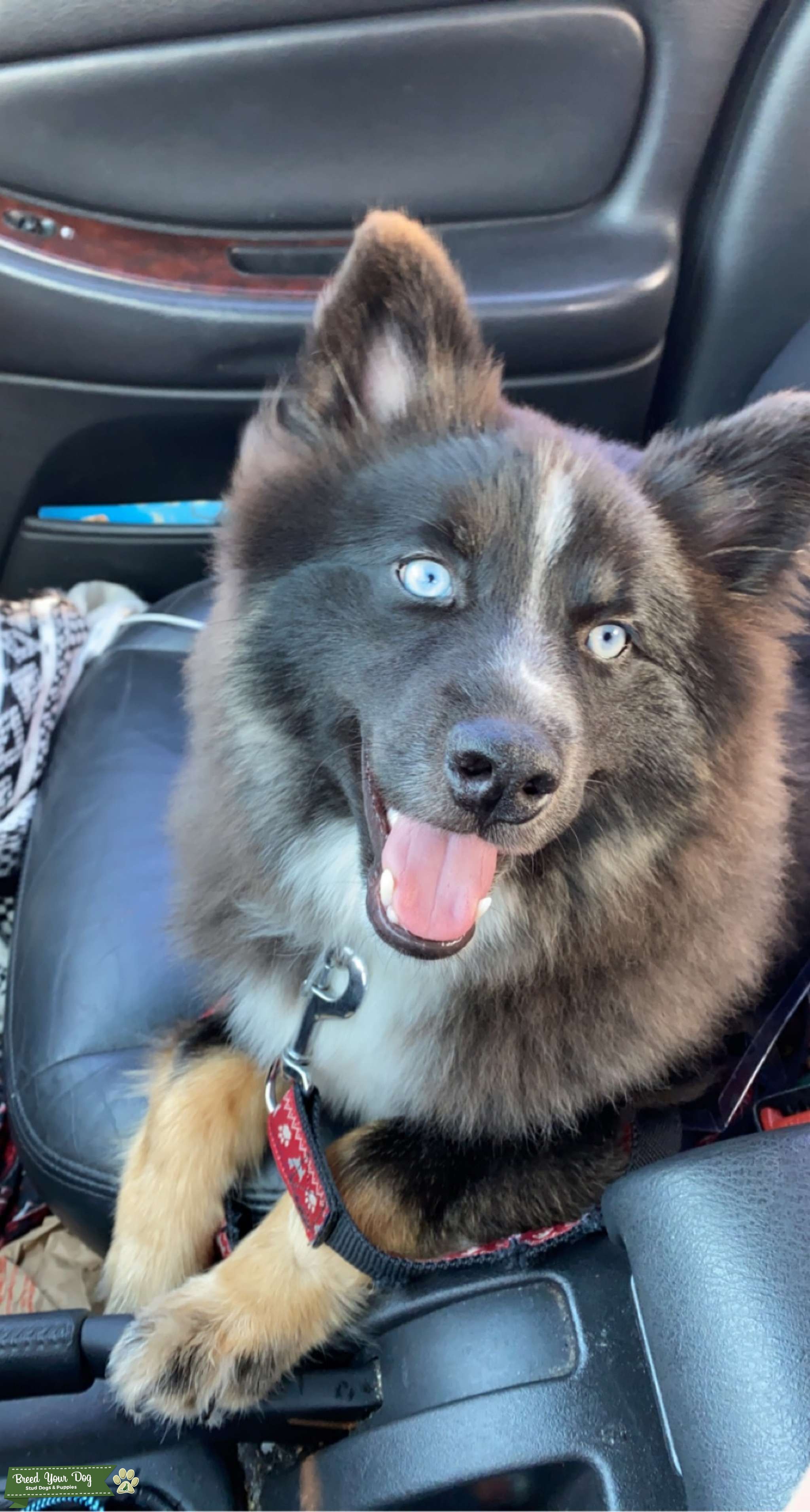 Pomsky Stud - Stud Dog in Texas, the United States | Breed Your Dog