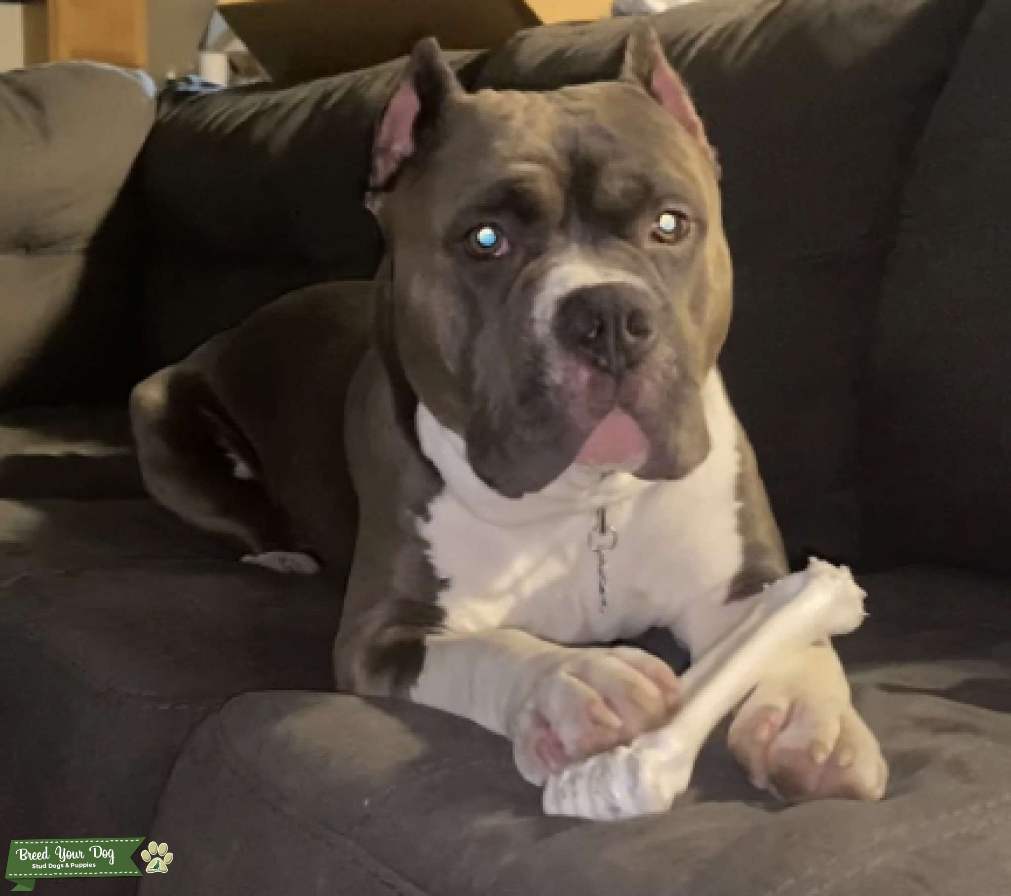 The Best Bully Bullying - Stud Dog in Midwest , India | Breed Your Dog