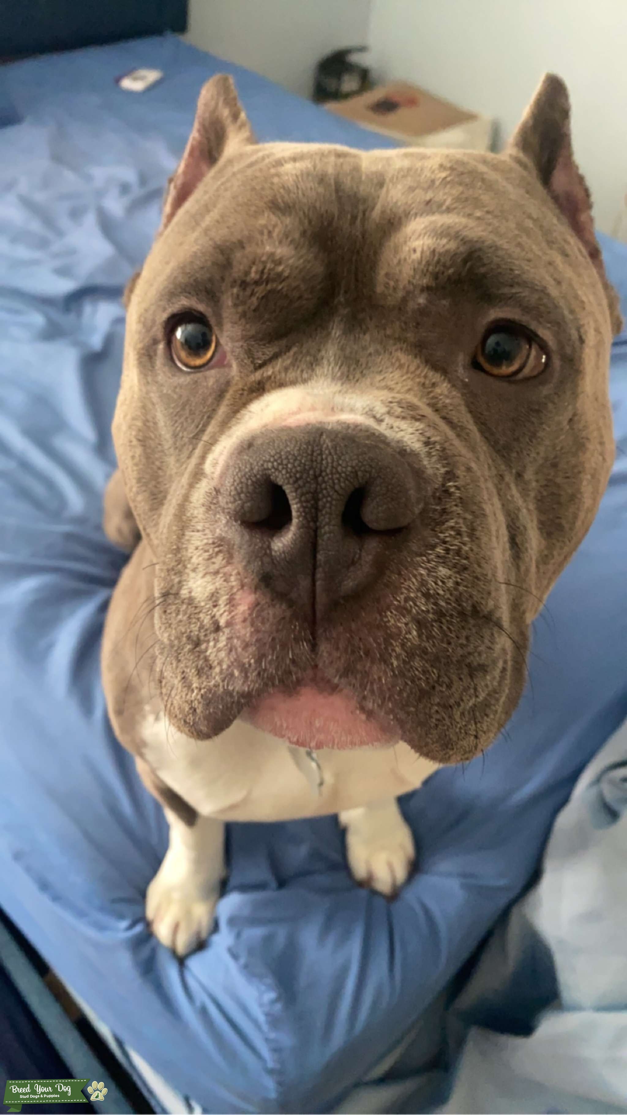 The Best Bully Bullying - Stud Dog in Midwest , Australia | Breed Your Dog