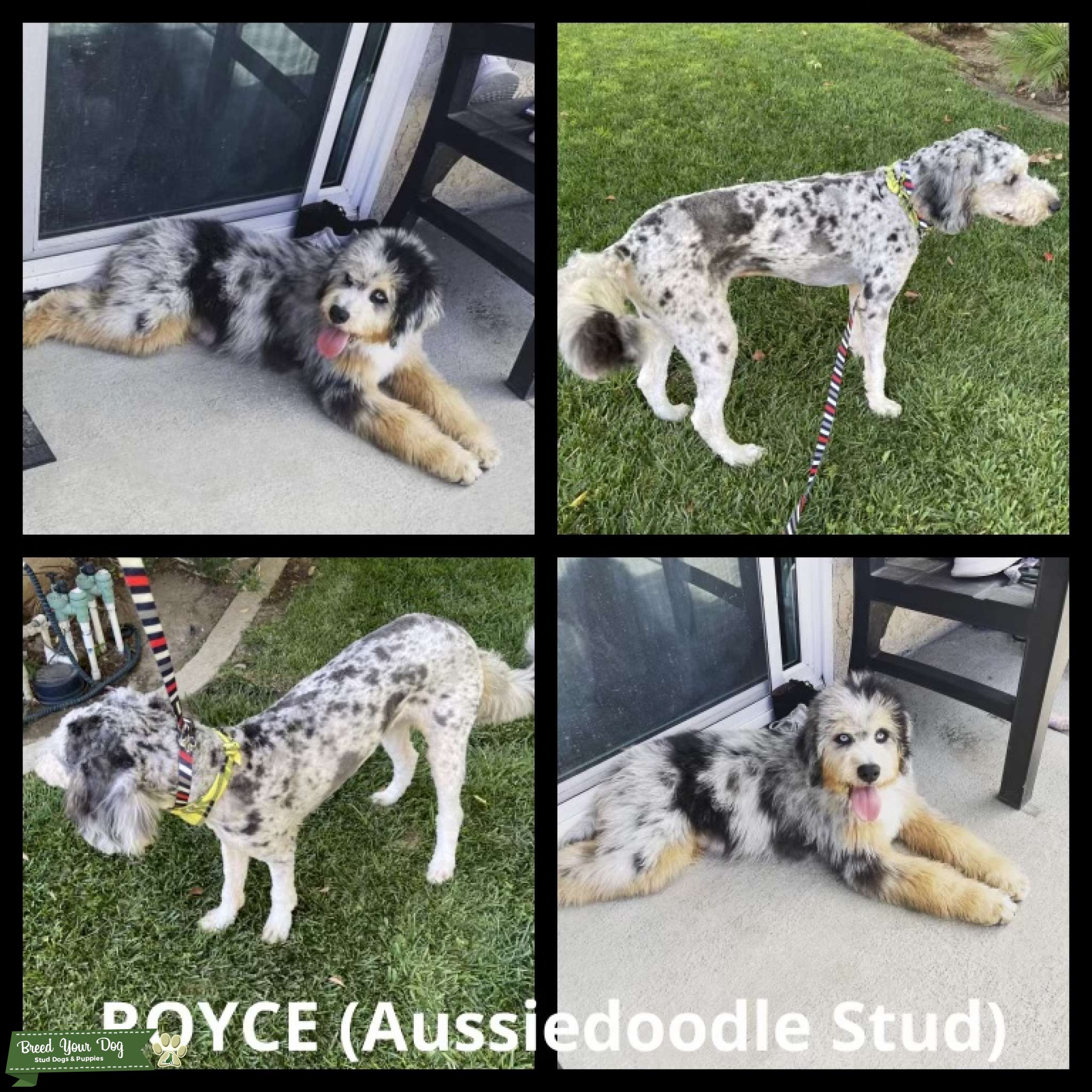 Merle Phantom Aussiedoodle Stud - Stud Dog in California, the United ...