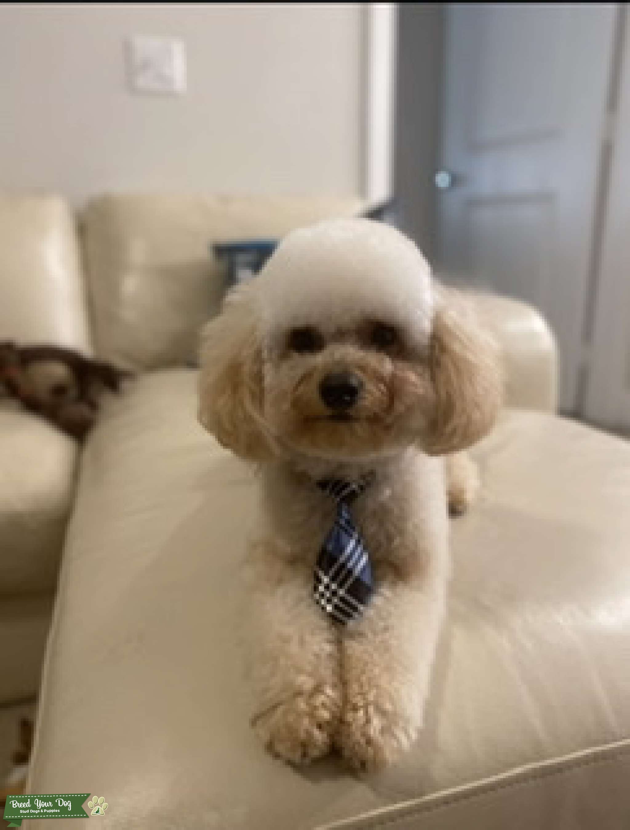 Apricot Poodle - Stud Dog in Florida , United States | Breed Your Dog