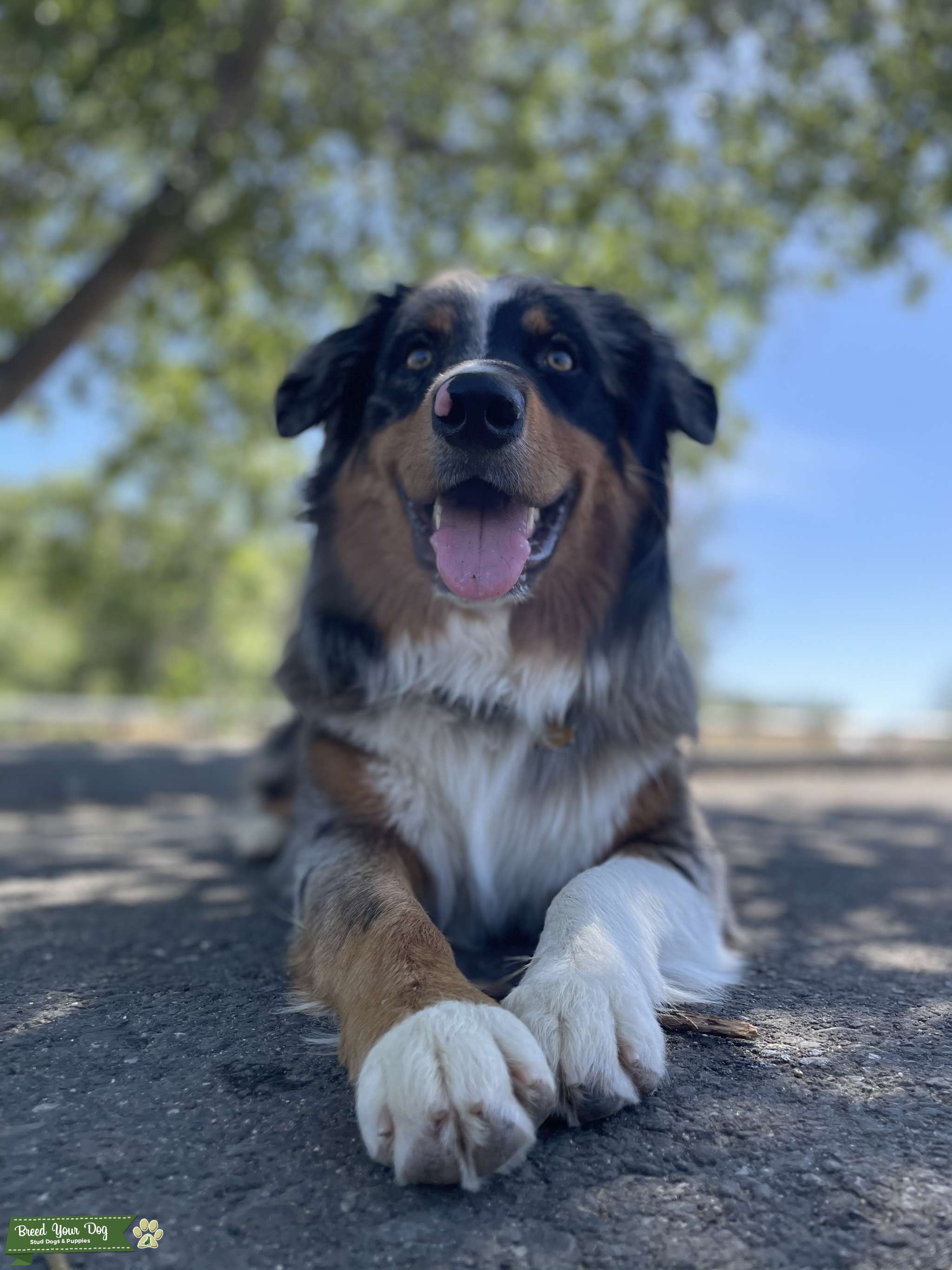 Perfect Stud - Stud Dog California - Breed Your Dog