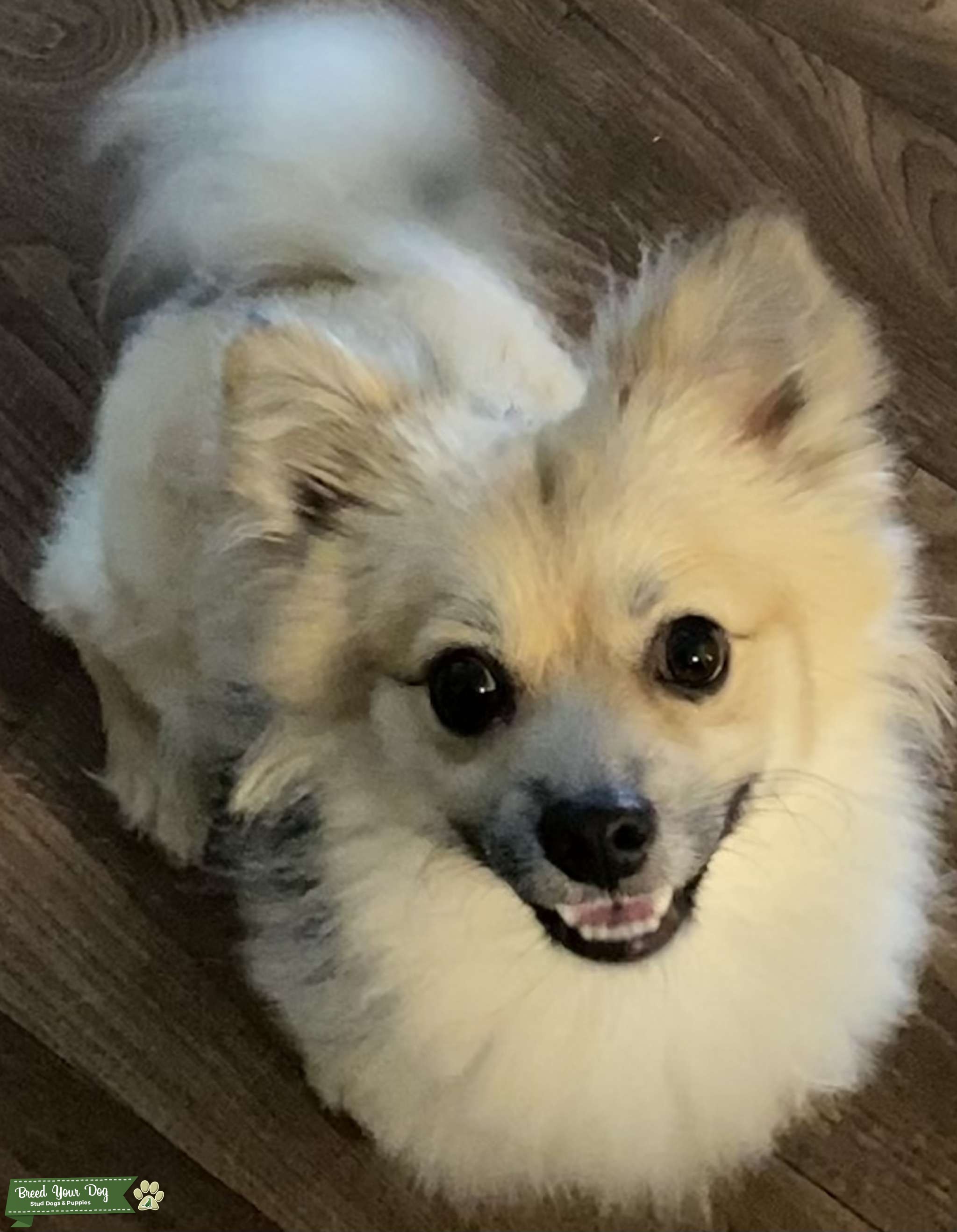 Our Prince, looking for princess - Stud Dog in Florida , the United ...