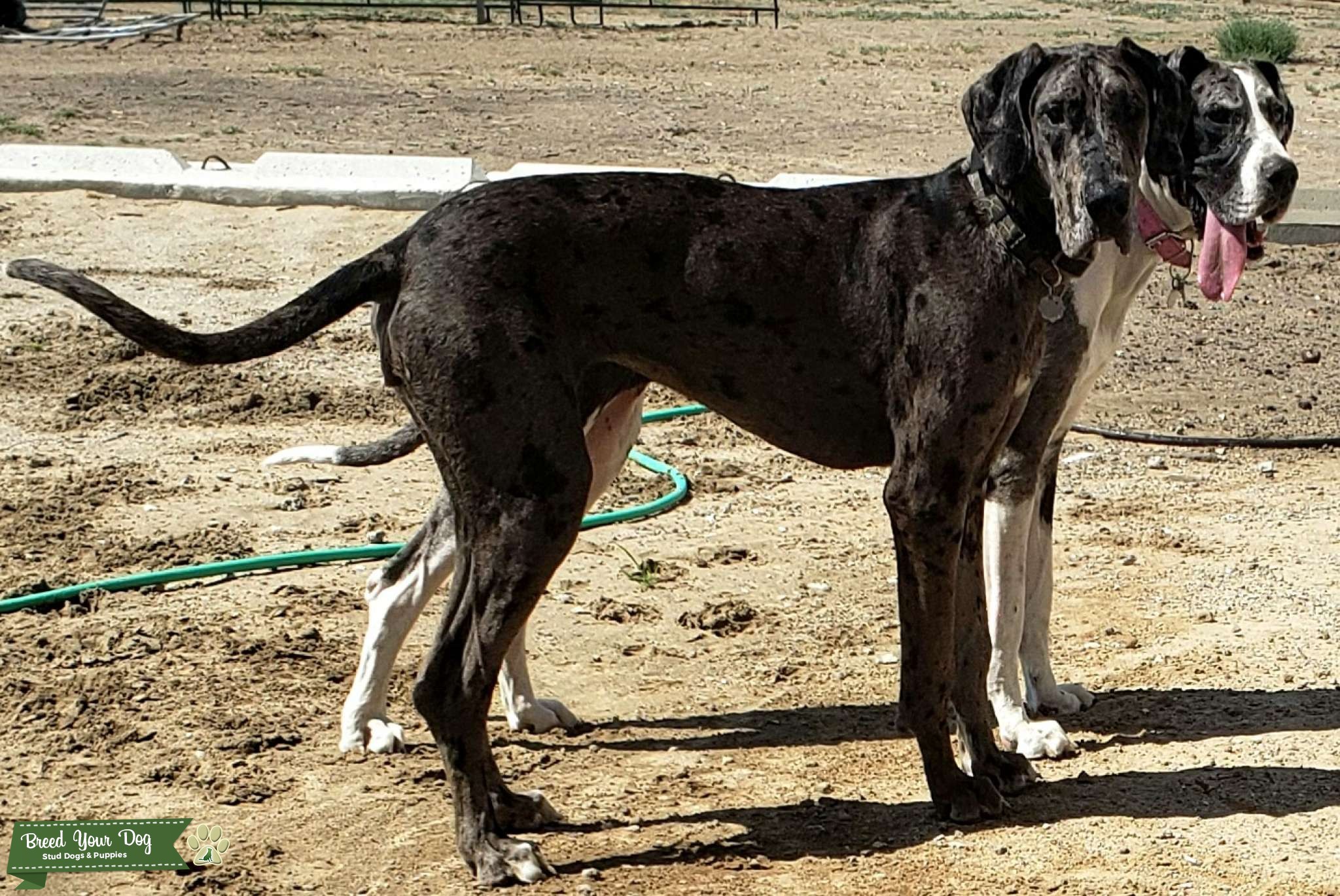 Young blue merl - Stud Dog in Nevada, the United States | Breed Your Dog