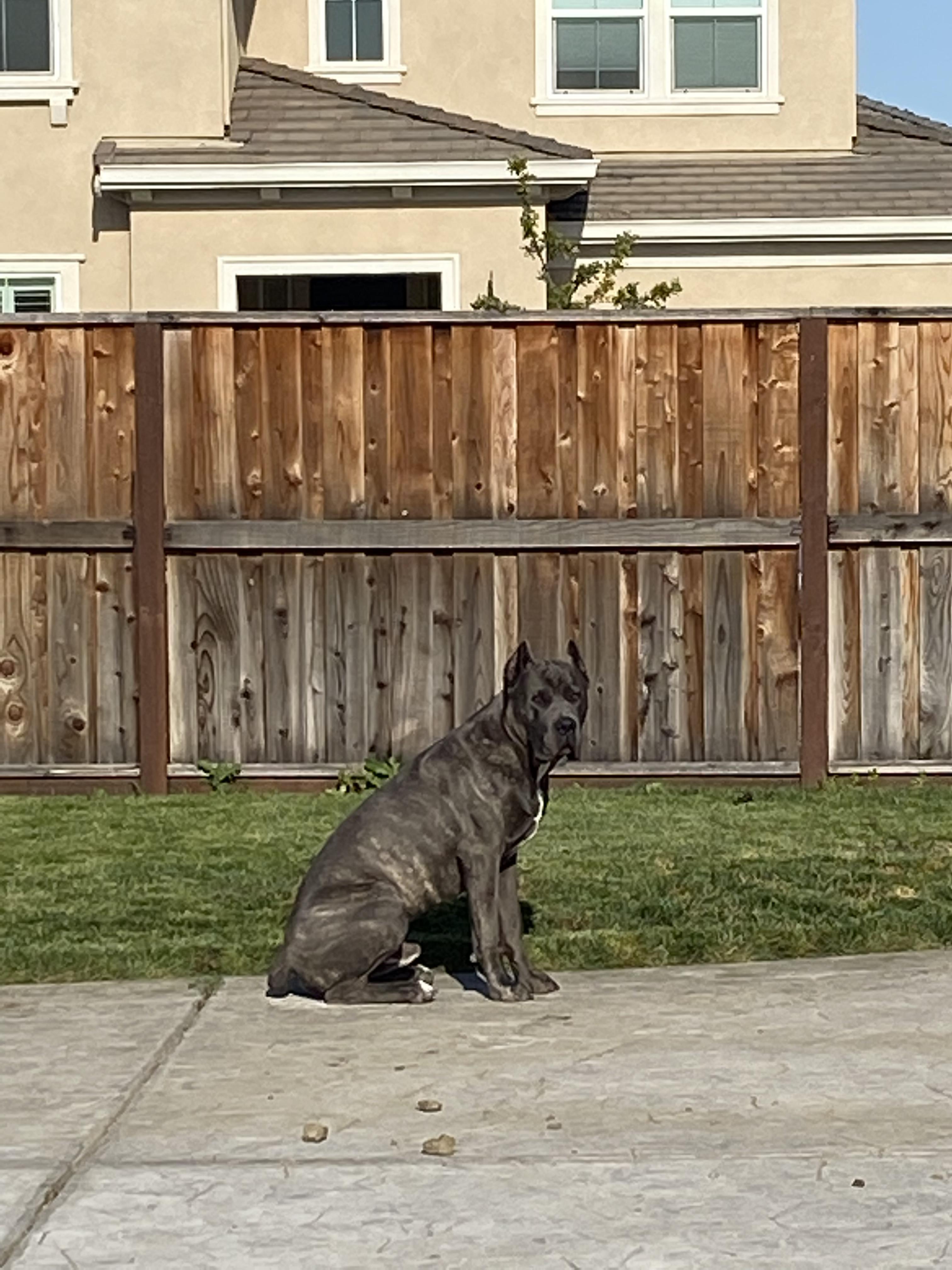 Grey Brindle Cane Corso - Stud Dog in California , United States ...