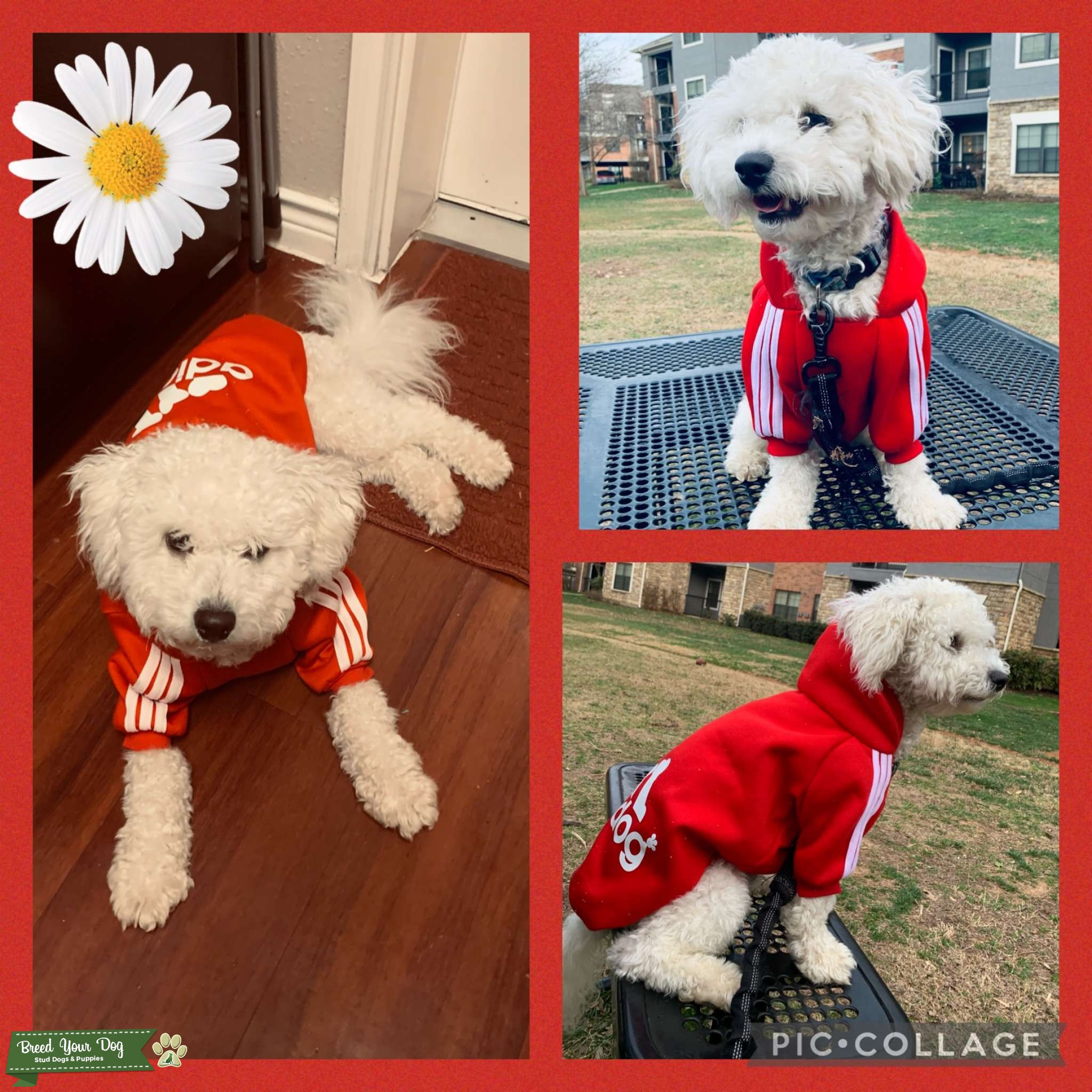 Male Bichon Frise - Stud Dog in Arkansas, United States | Breed Your Dog