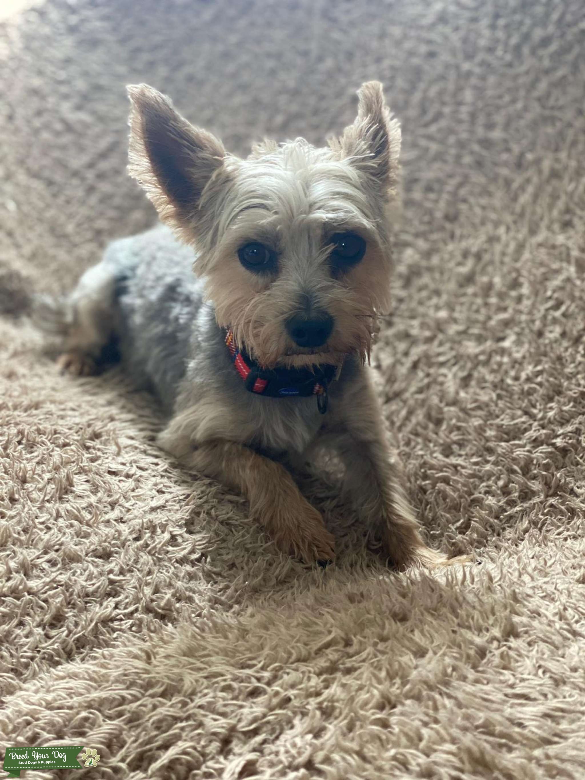 Stud Yorkie - Stud Dog in South Wales, the United States | Breed Your Dog