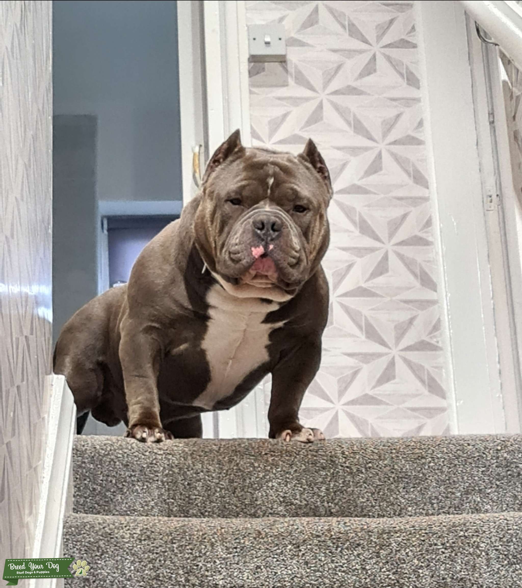 42kg big boy american pocket bully - Stud Dog in Derbyshire, the United ...