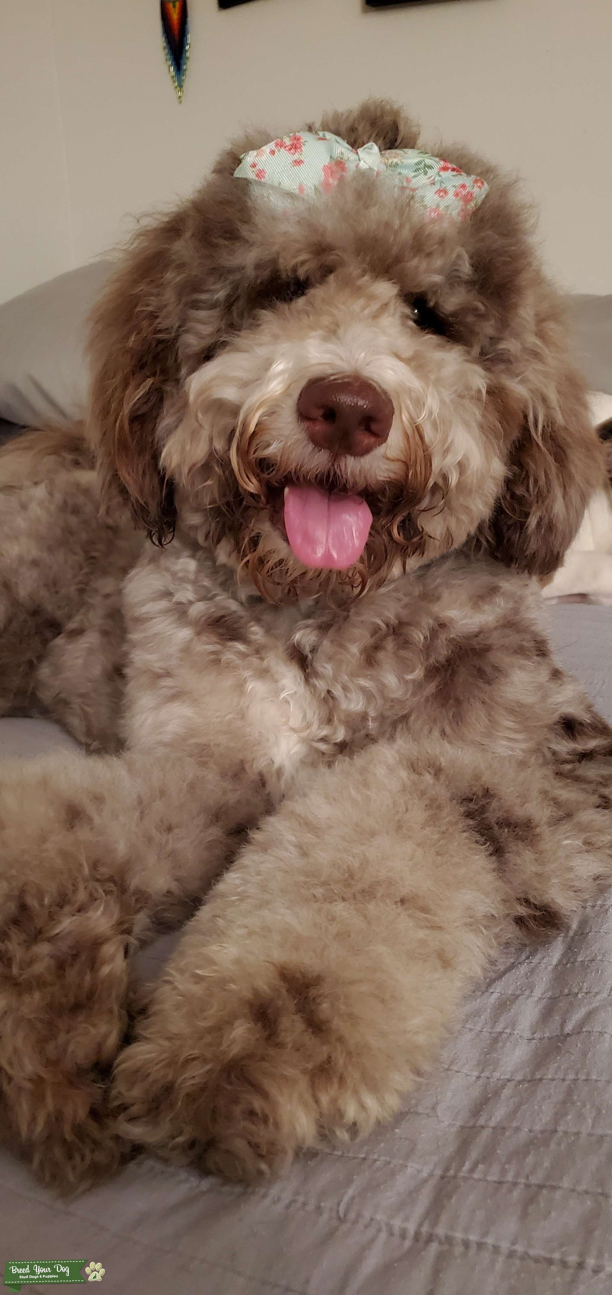 Chocolate Merle Bernedoodle - Stud Dog in USA, United Kingdom | Breed ...