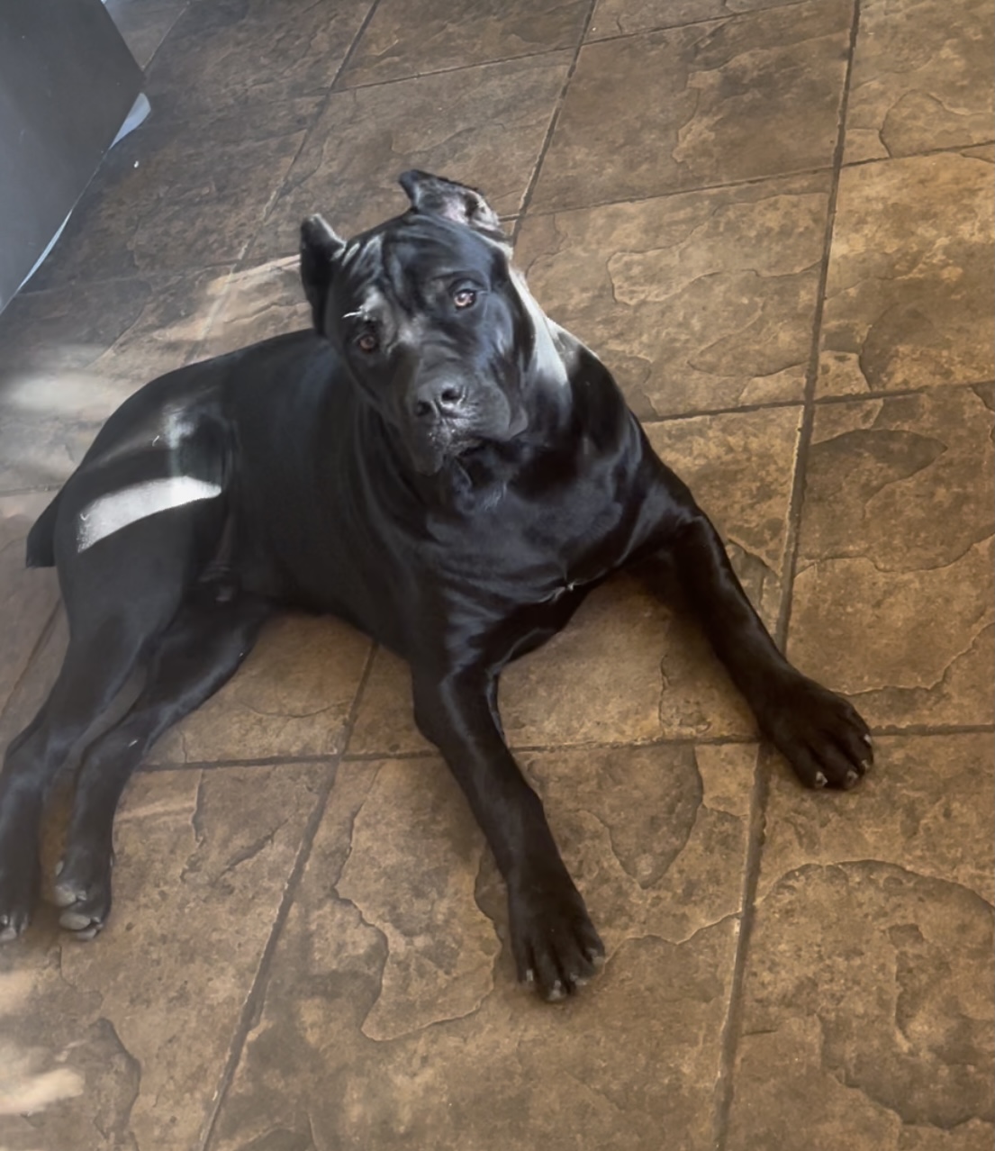 10 month male cane corso stud - Stud Dog in San Diego, CA, United ...