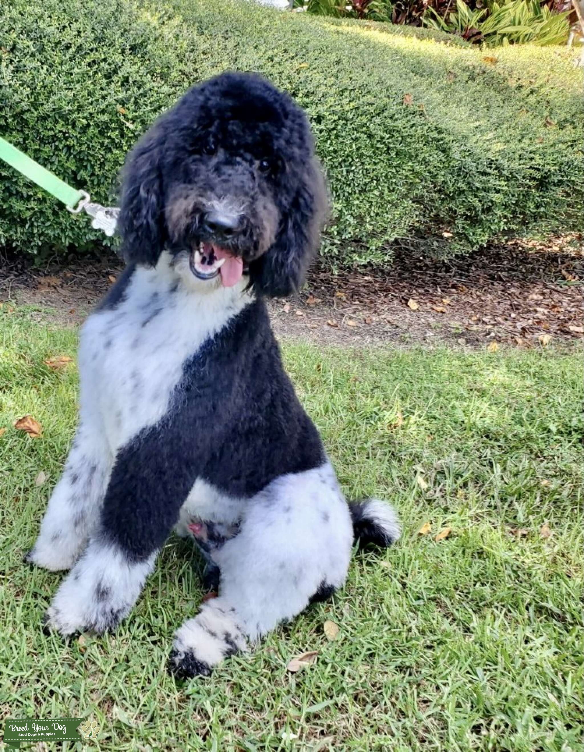 Standard Poodle Parti AKC (makes tricolor) - Stud Dog in Florida ...