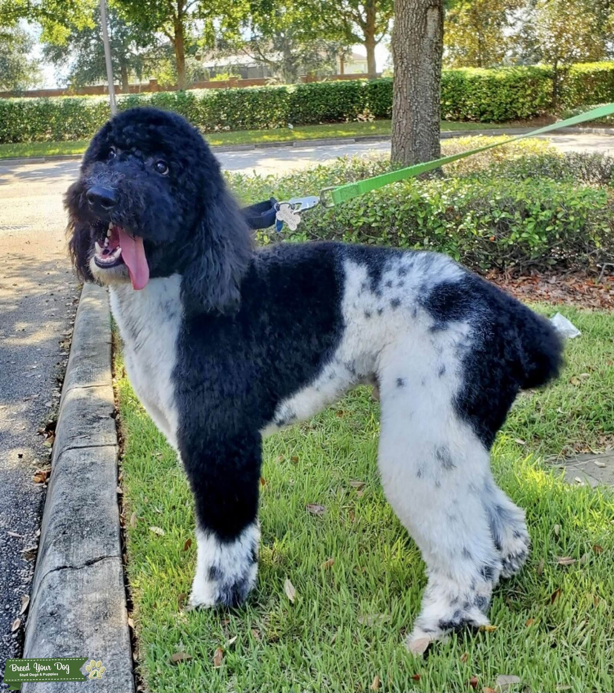 Standard Poodle Parti AKC (makes tricolor) - Stud Dog in Florida ...