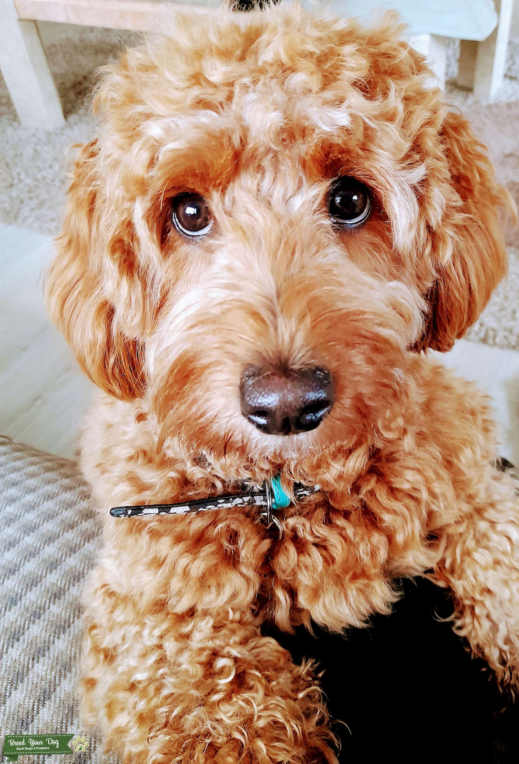 Beautiful fox red cavapoochon our family pet. pet - Stud Dog in Dyfed ...