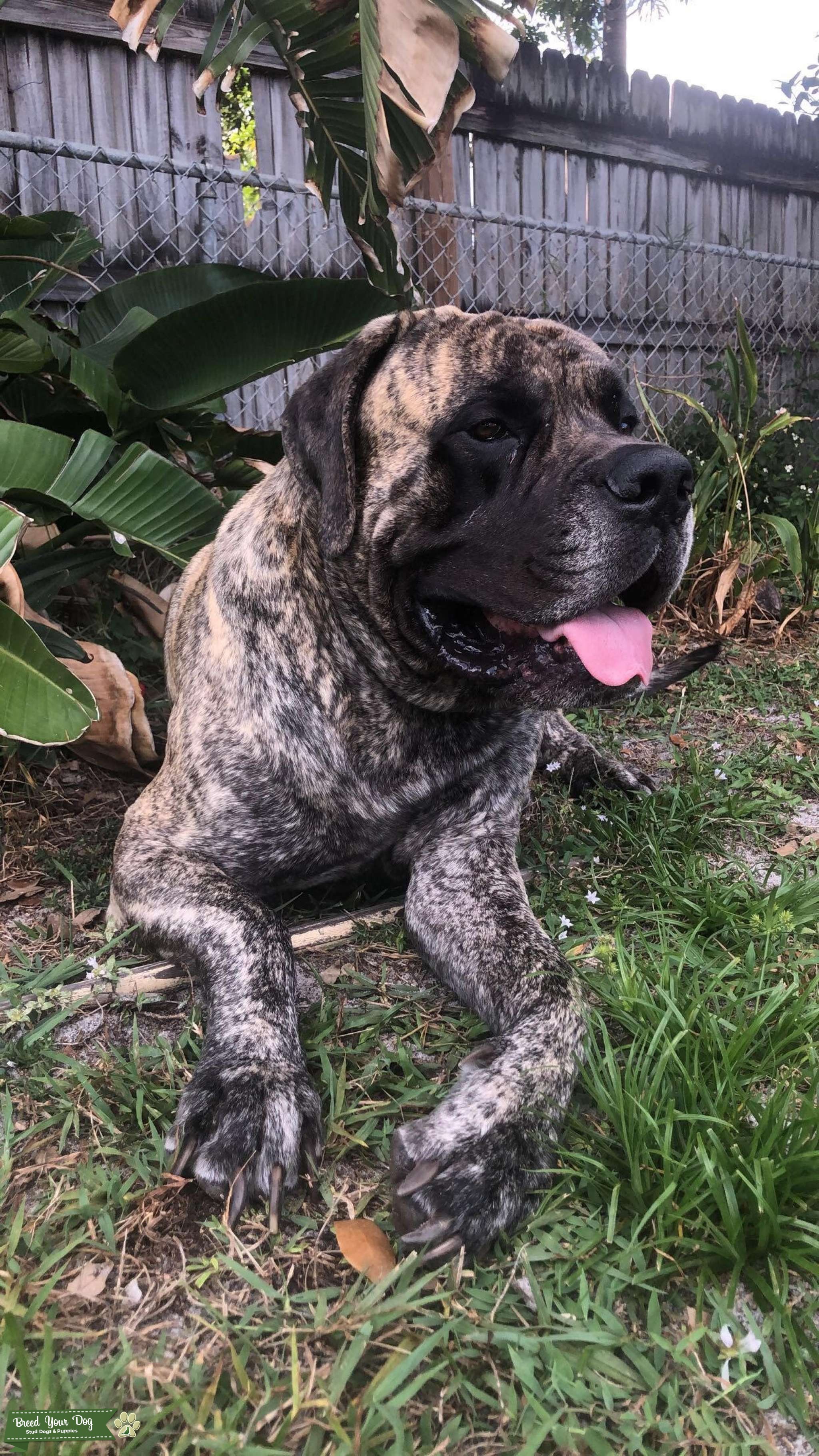210 lb English Mastiff Brindle - Stud Dog in Georgia, United States ...