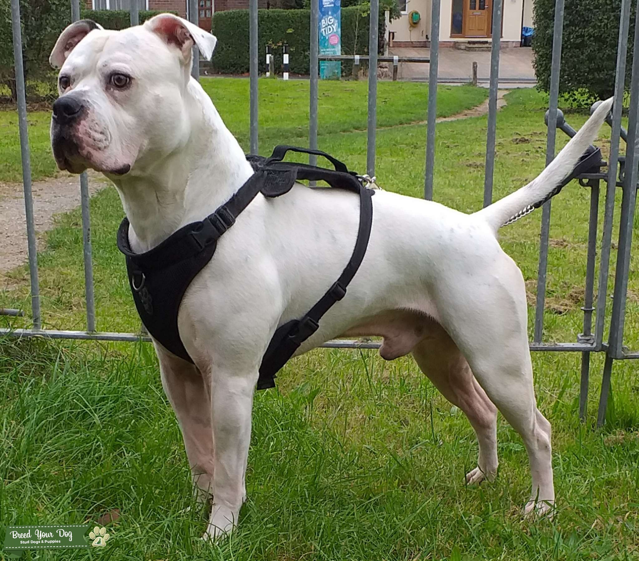 Athletic American Bulldog standard type - Stud Dog in Bristol, the ...