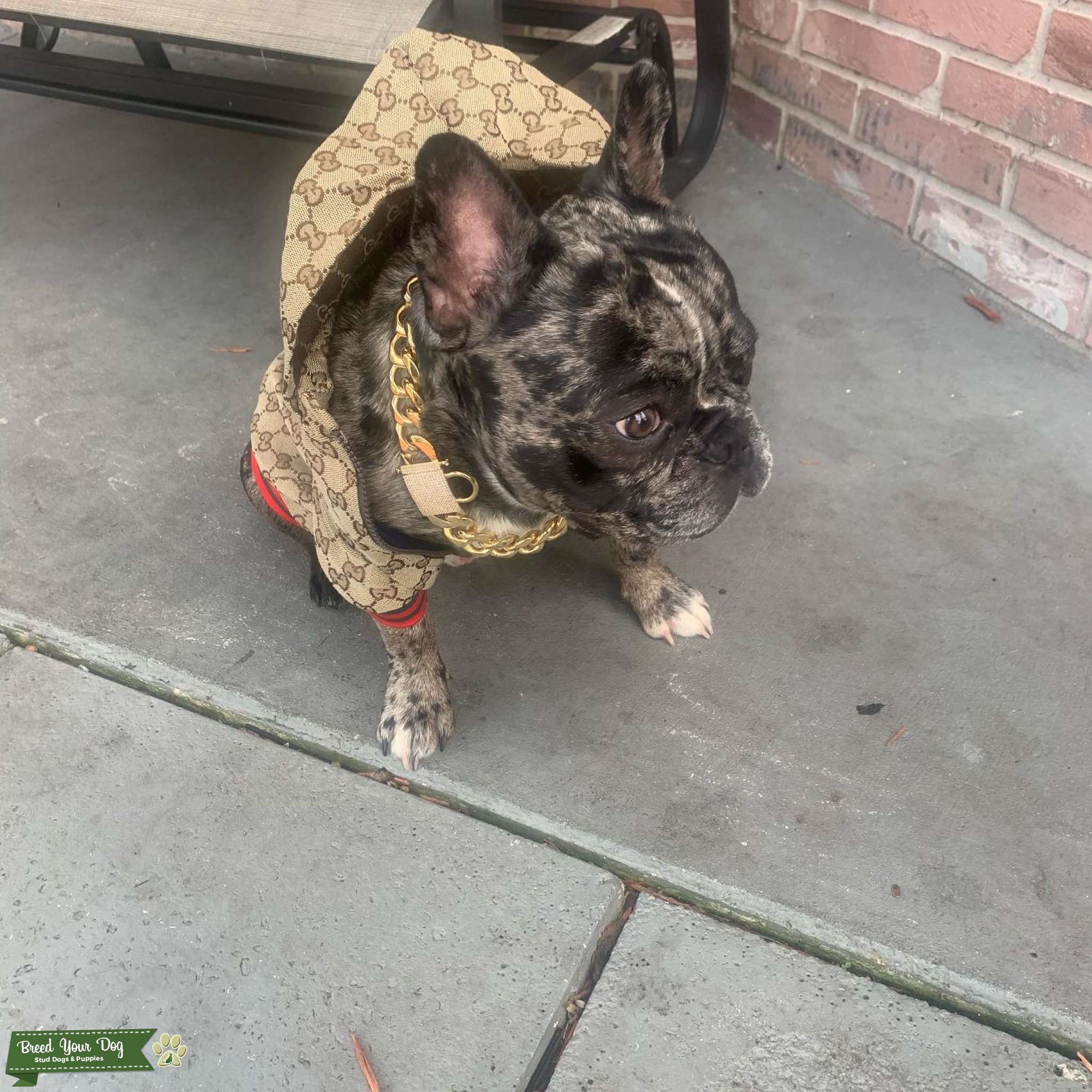 Frenchie merle bulldog - Stud Dog in Miami-dade, the United States ...