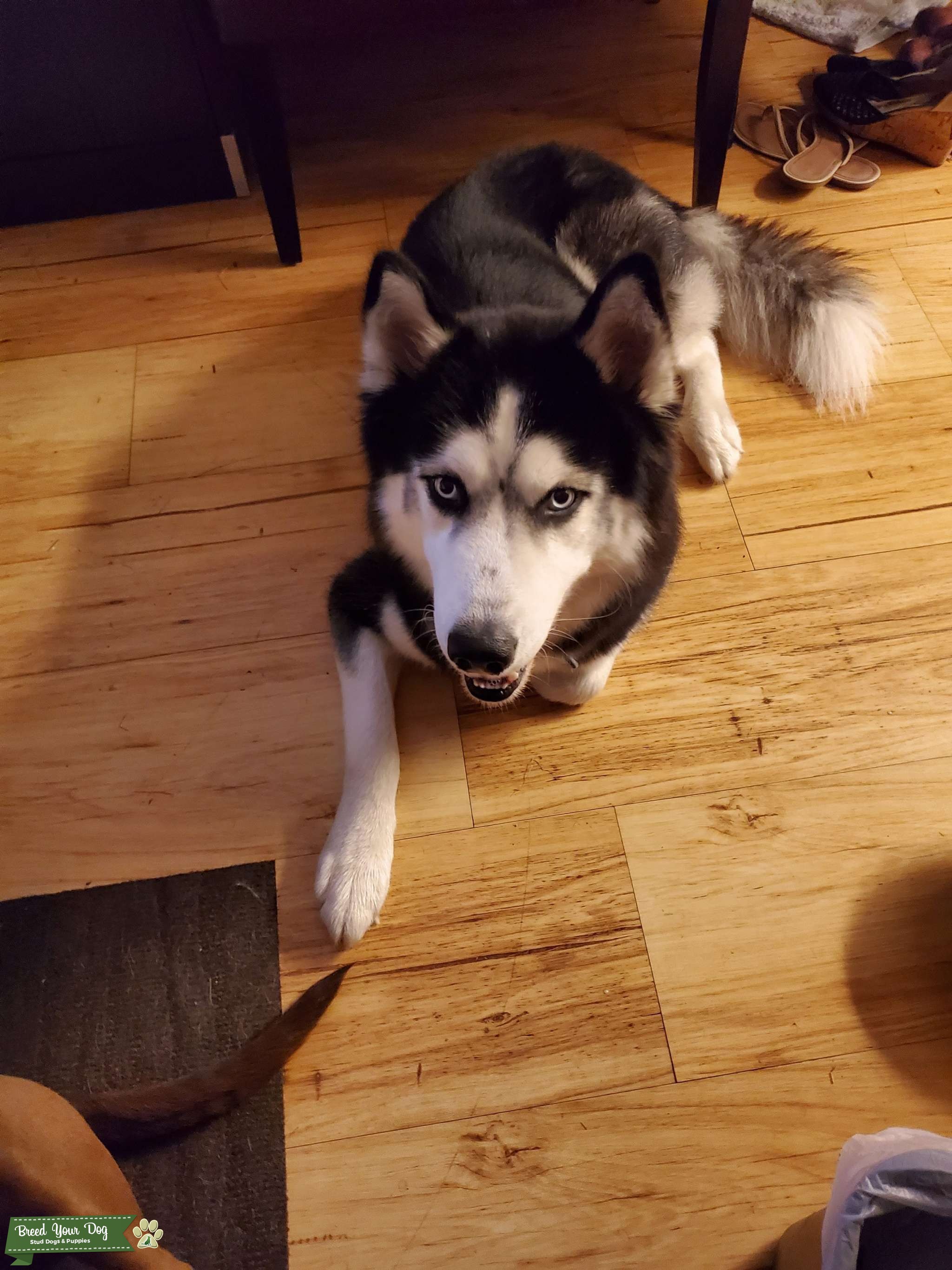 Siberian husky third generation akc, and service dog registered - Stud ...