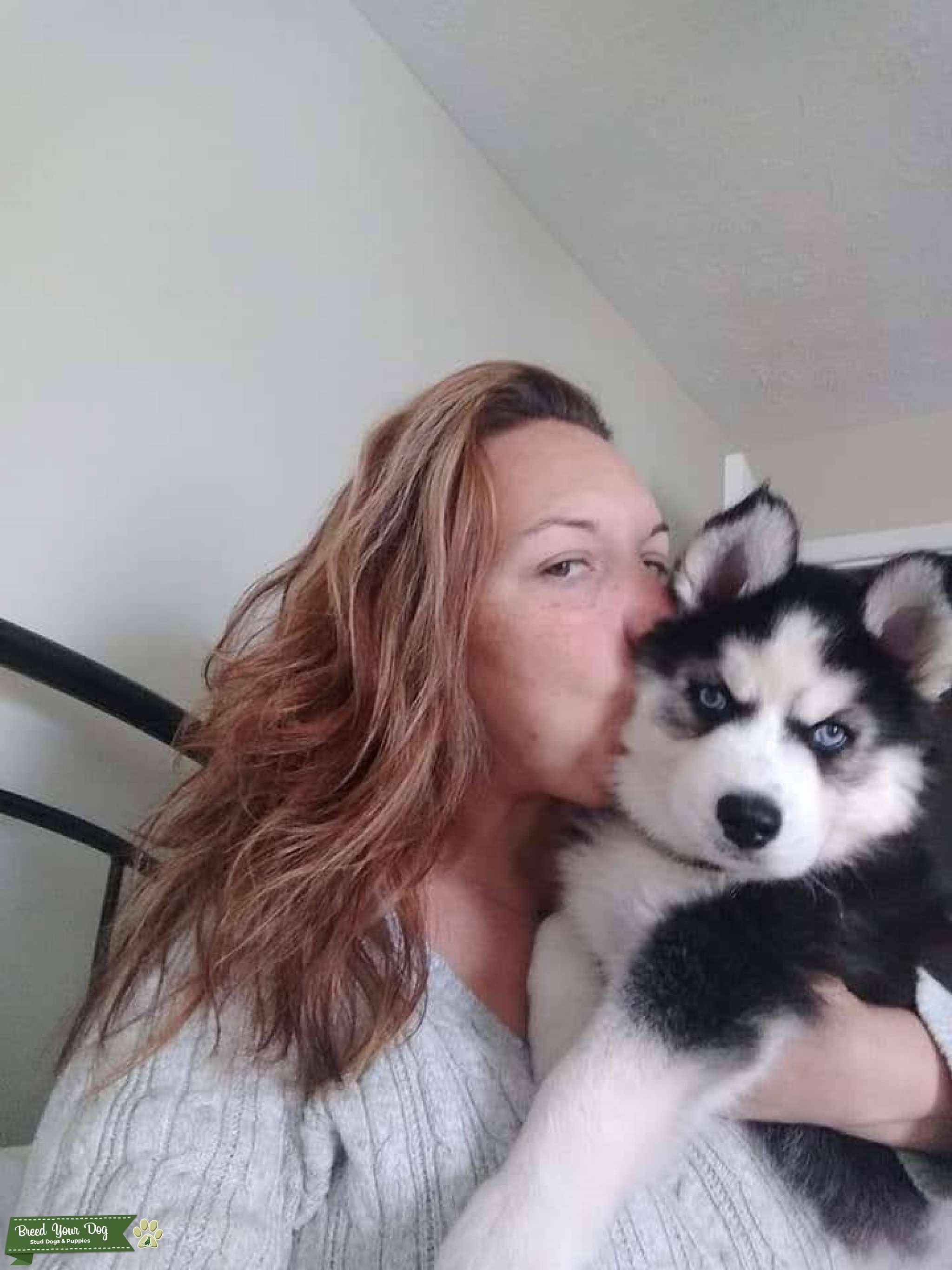 Siberian husky third generation akc, and service dog registered - Stud ...