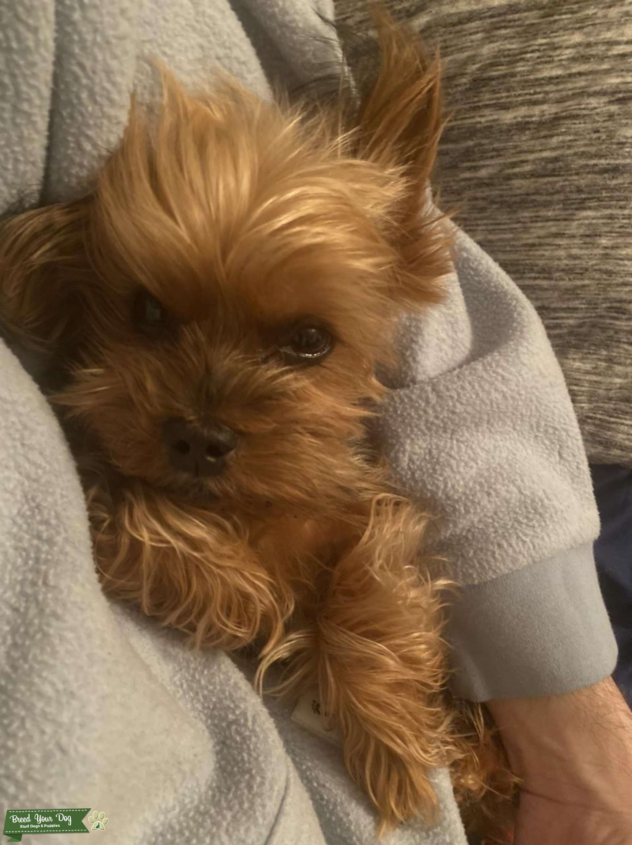 Amazing Teacup yorkie - Stud Dog in PA, the United States | Breed Your Dog