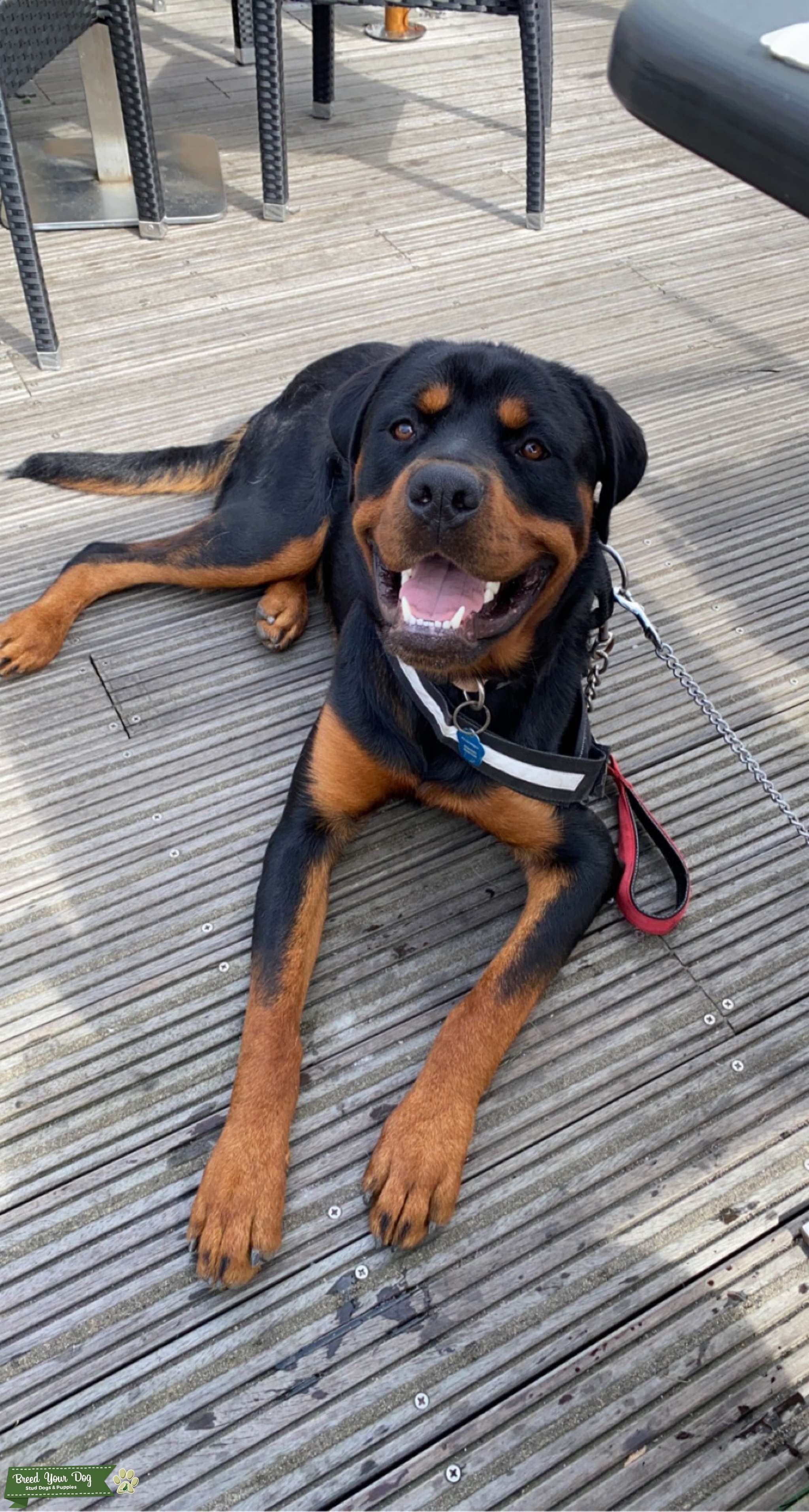 Pedigree Rottweiler - Stud Dog in South west, United States | Breed ...