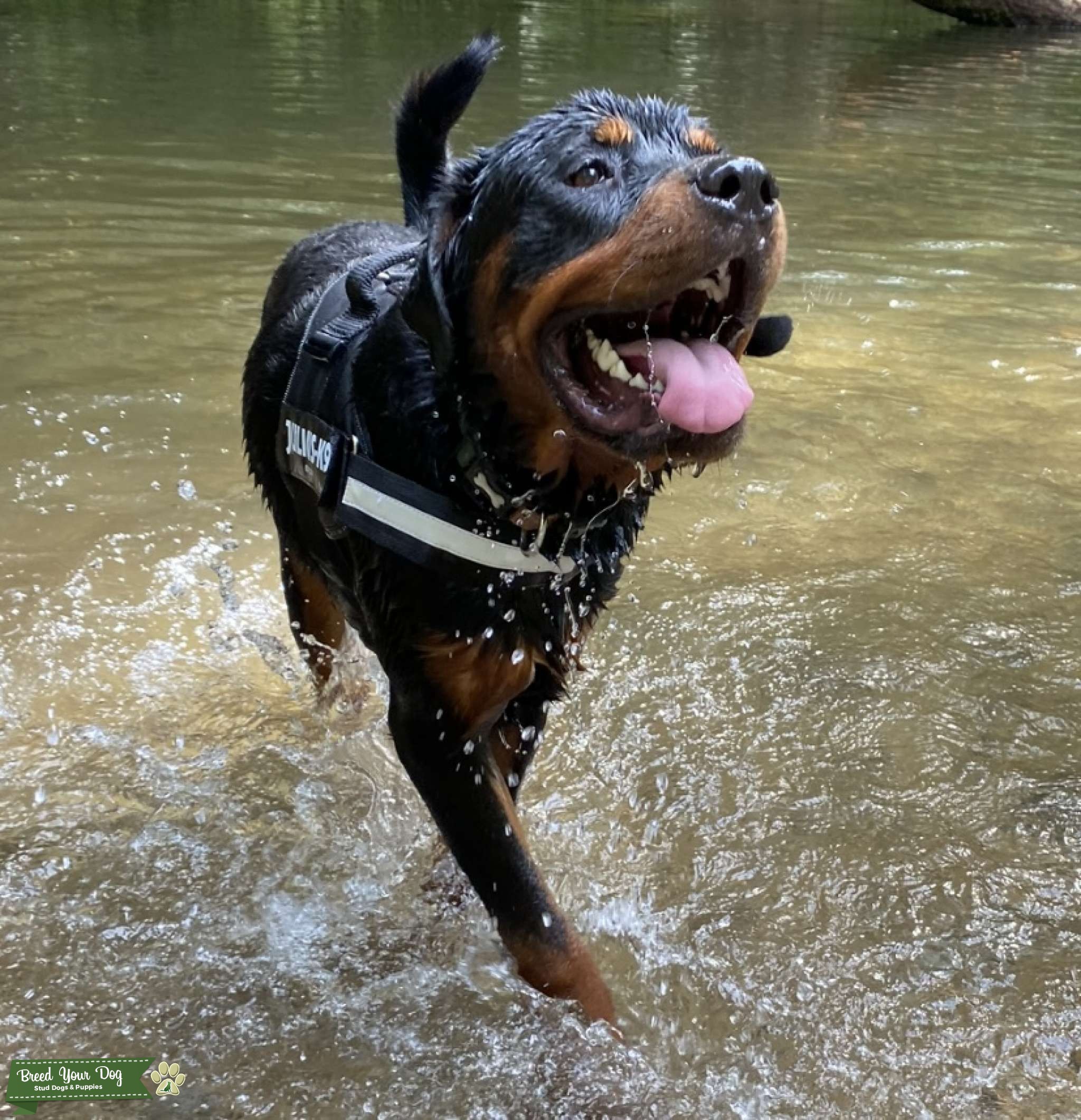 Pedigree Rottweiler - Stud Dog in South west, the United States | Breed ...