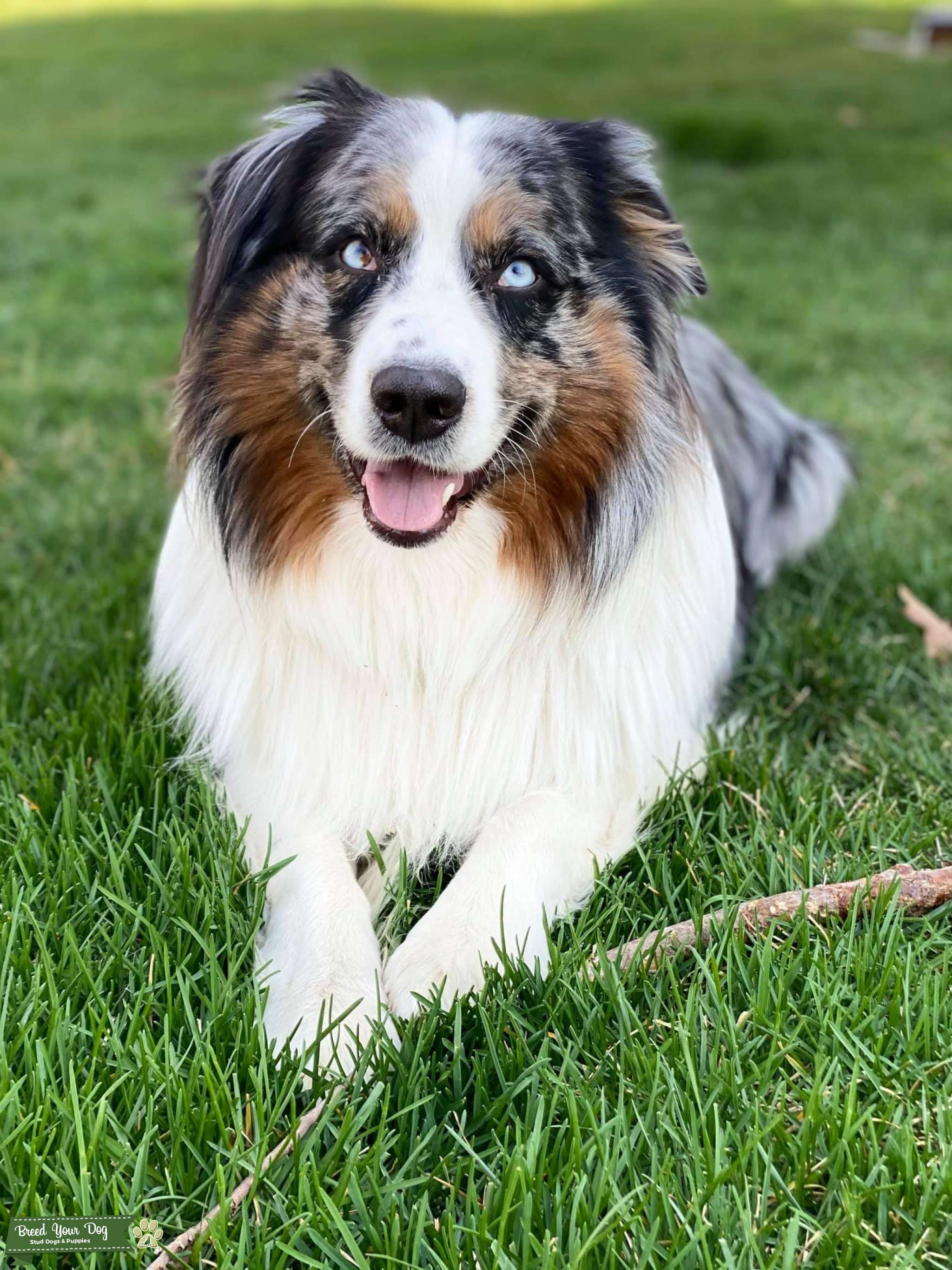 BEAUTIFUL-BIG-BLUE - Stud Dog Kansas - Breed Your Dog