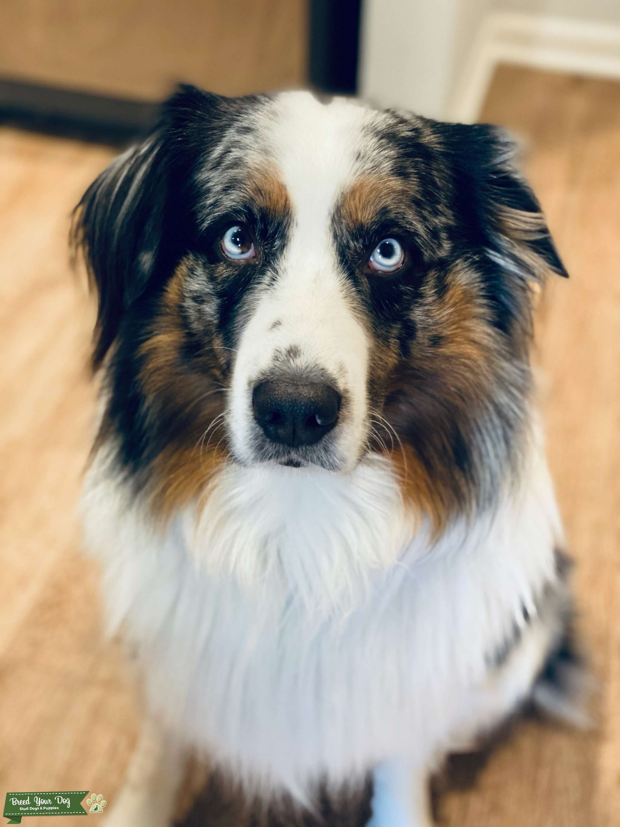 BEAUTIFUL-BIG-BLUE - Stud Dog Kansas - Breed Your Dog