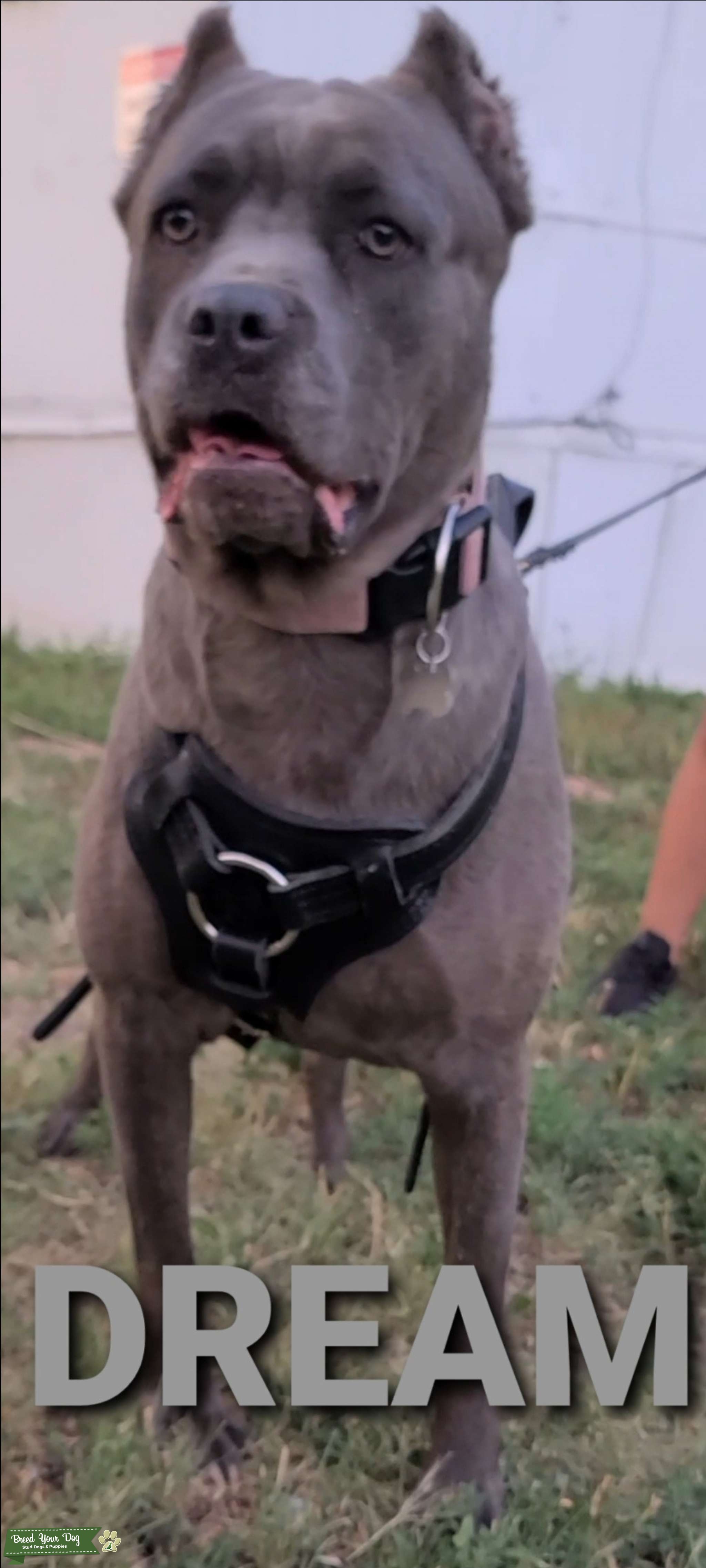 ICCF Cane Corso Italian Mastiff - Stud Dog Colorado - Breed Your Dog