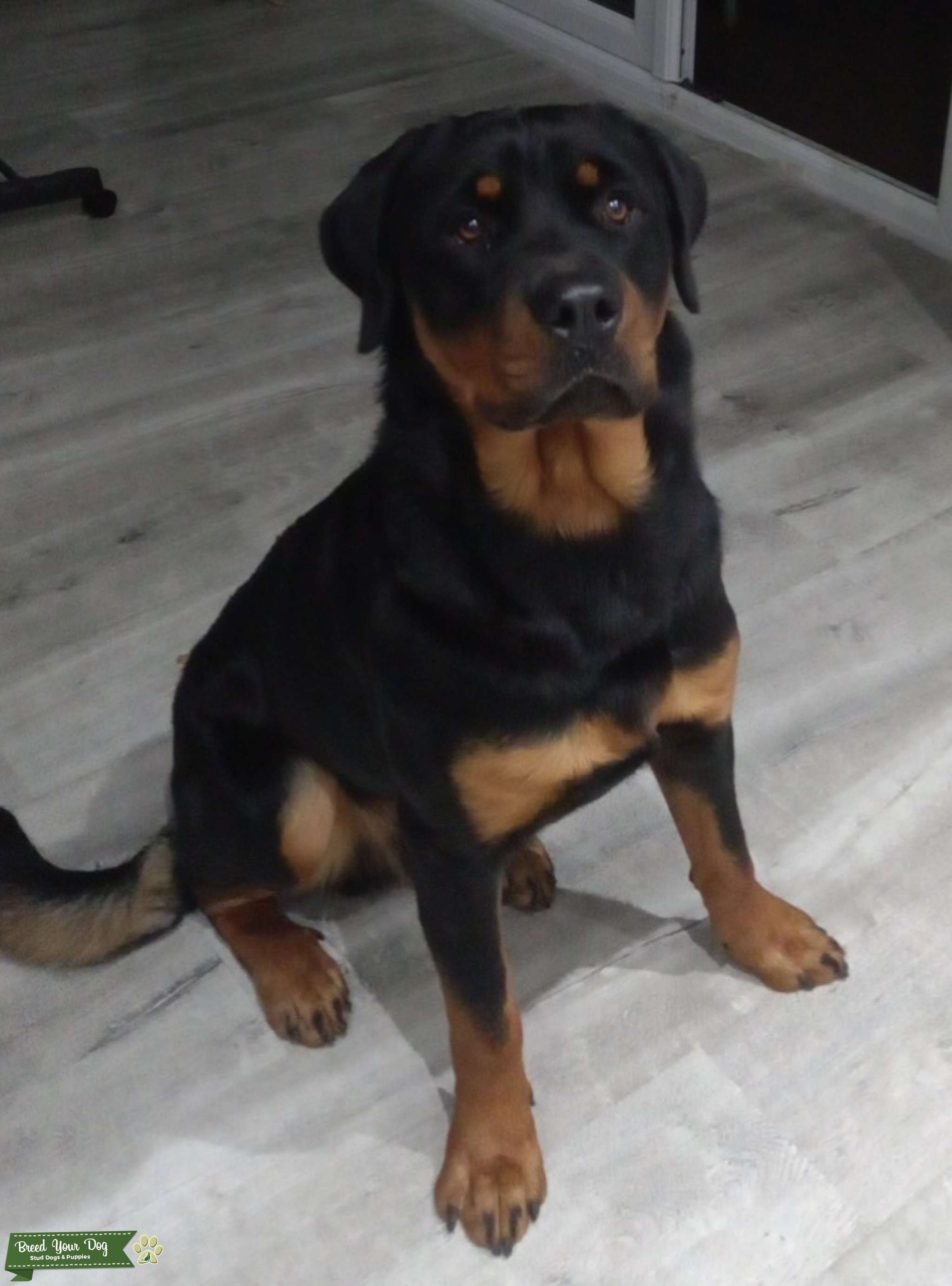Beautiful male rottweiller - Stud Dog in Doncaster, the United States ...