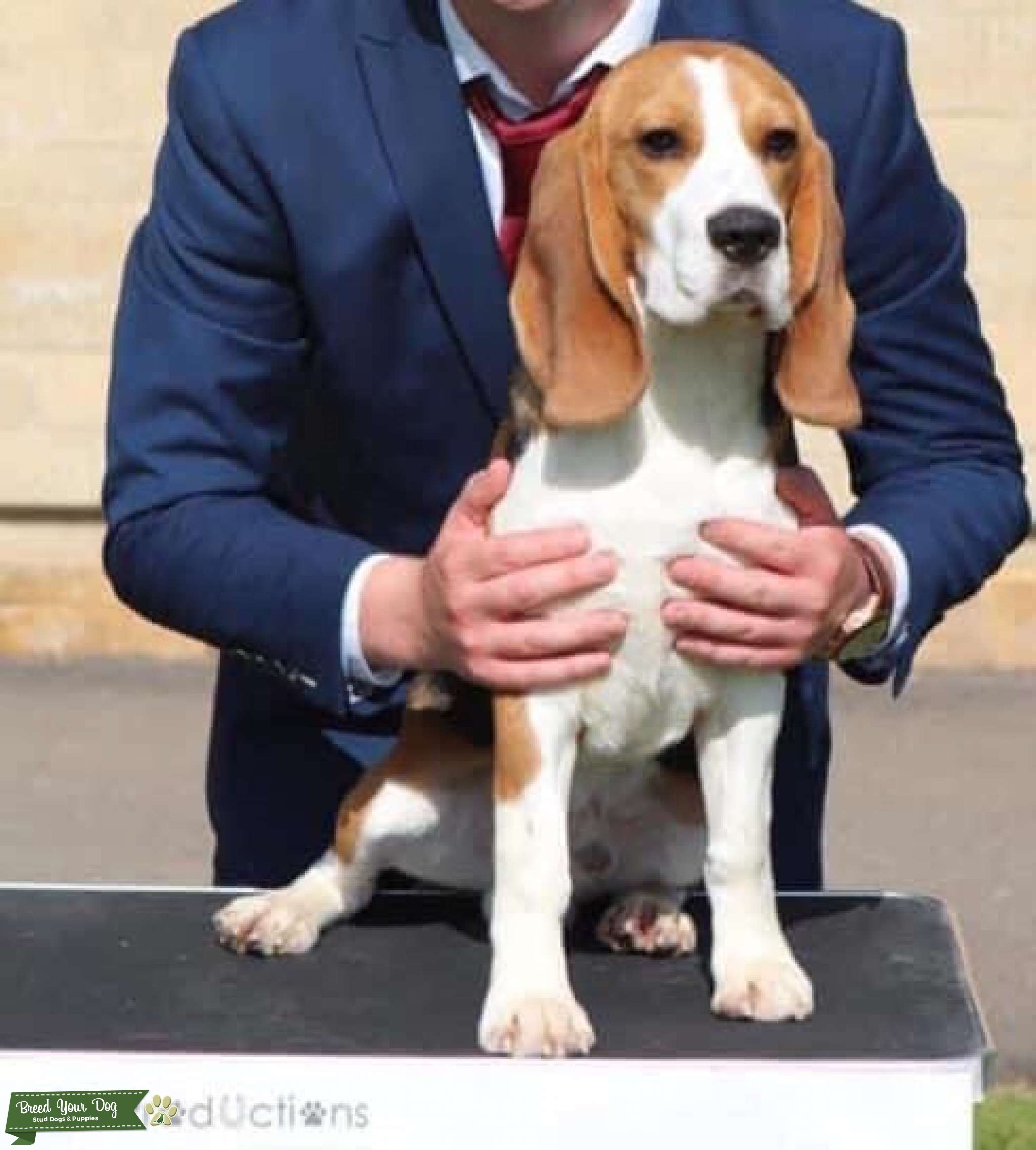 KC Registered Health Tested Beagle For Stud - Stud Dog Staffordshire ...