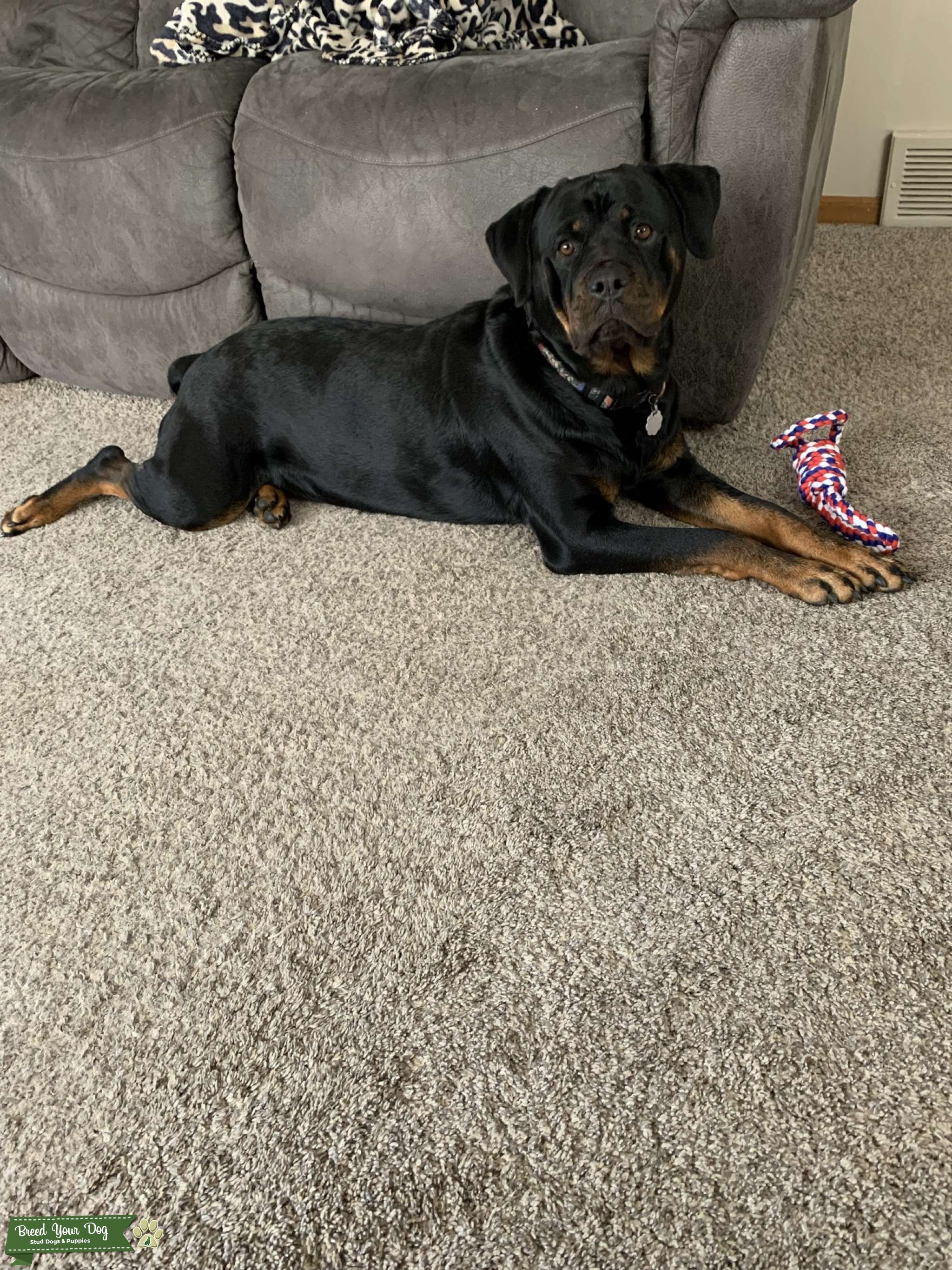 Purebred German Rottweiler - Stud Dog in Iowa , United States | Breed ...