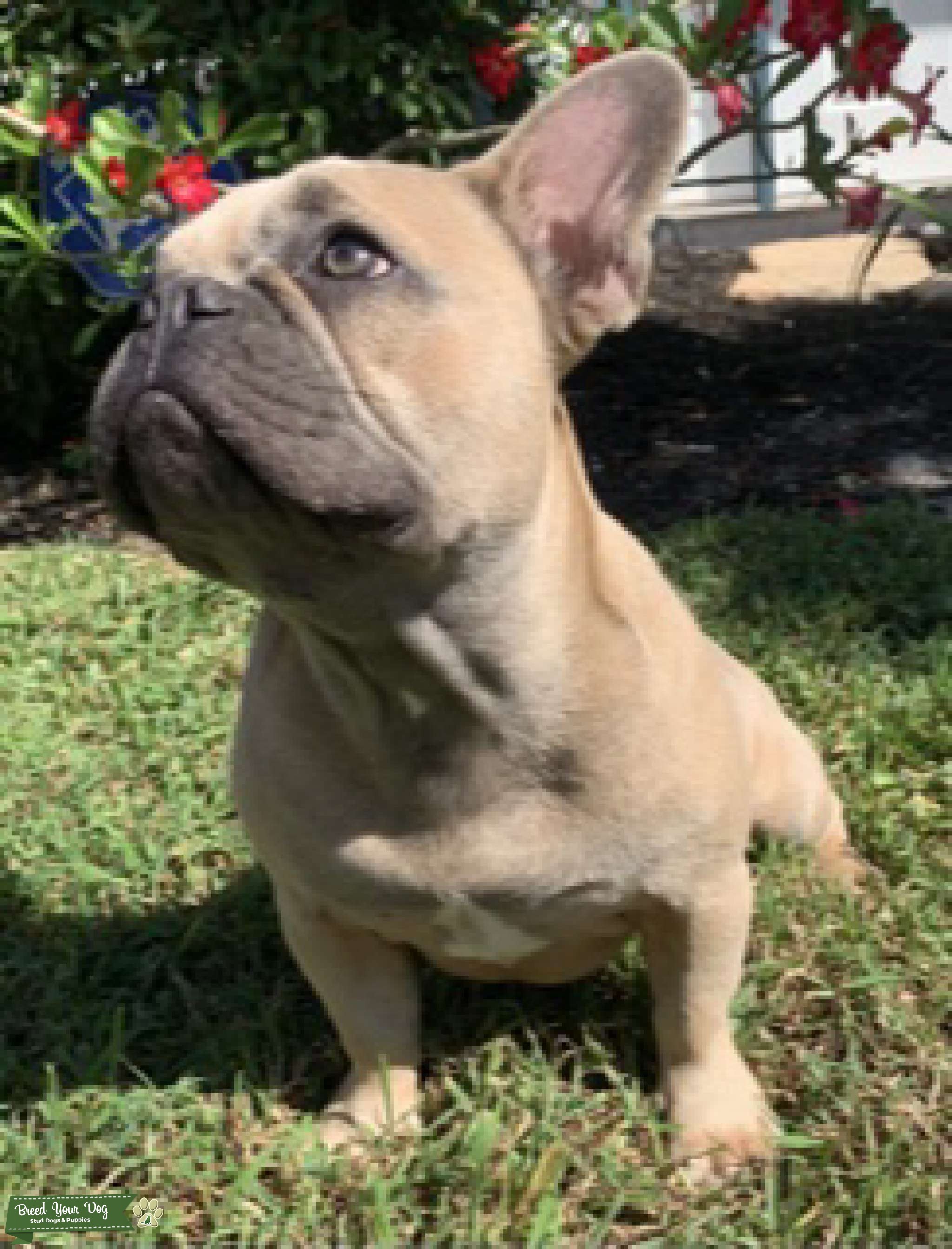 Blue Fawn Male - Stud Dog in Florida, United States | Breed Your Dog