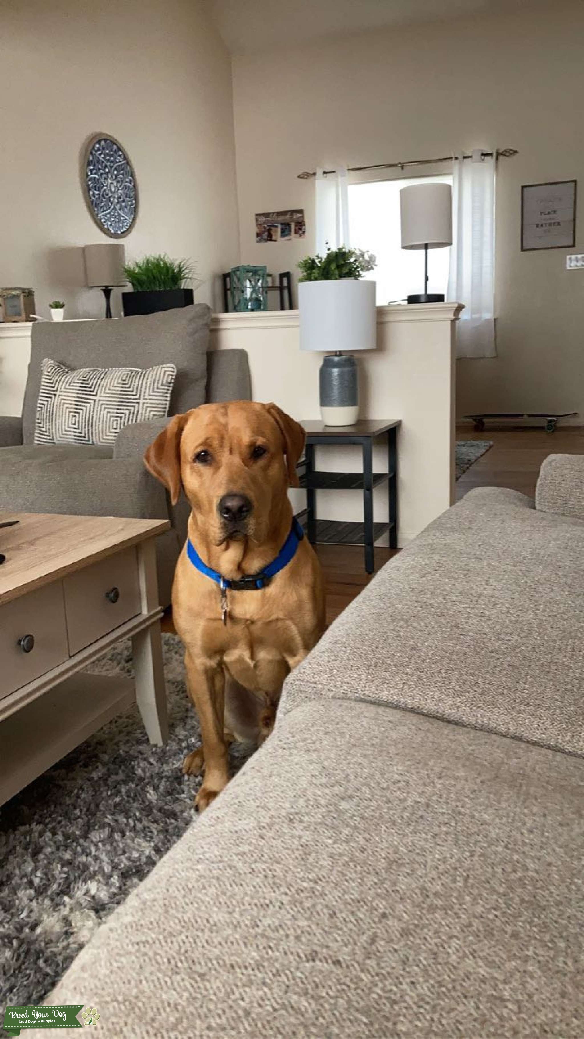 Red Labrador Retriever - Stud Dog in Colorado, United States | Breed ...